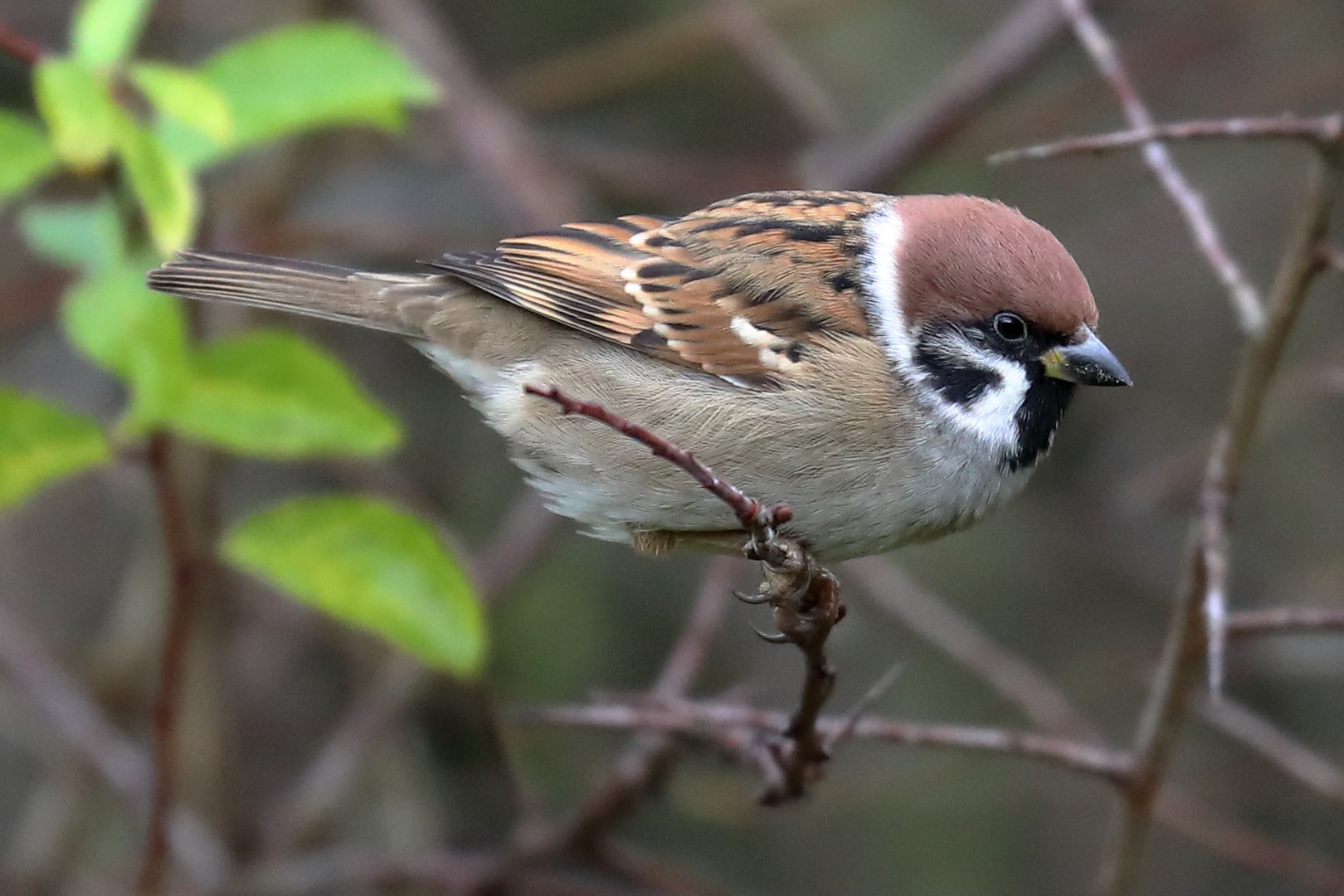 Tree Sparrow by PETER MILES - BirdGuides