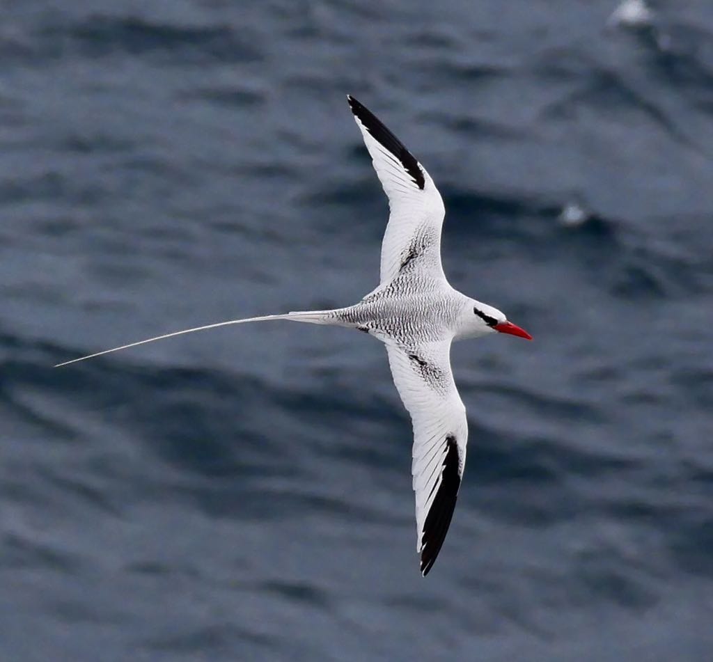 Red-billed Tropicbird by Allan conlin - BirdGuides