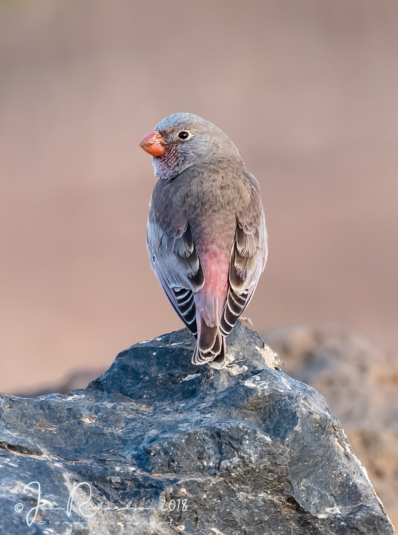 Details : Trumpeter Finch - BirdGuides