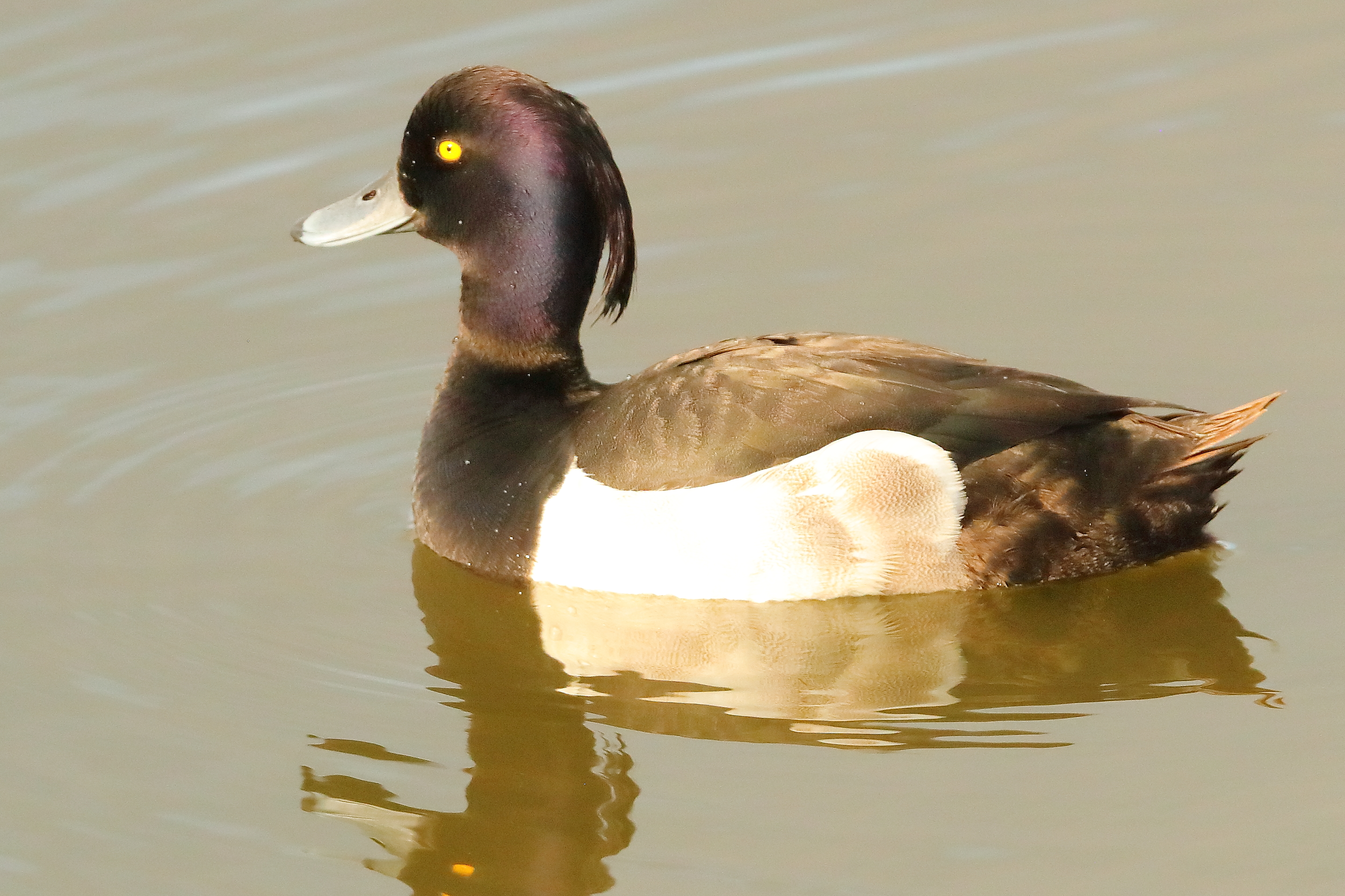 Tufted Duck by Mike Trew - BirdGuides