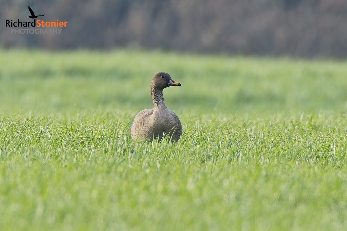 Tundra Bean Goose by Richard Stonier - BirdGuides