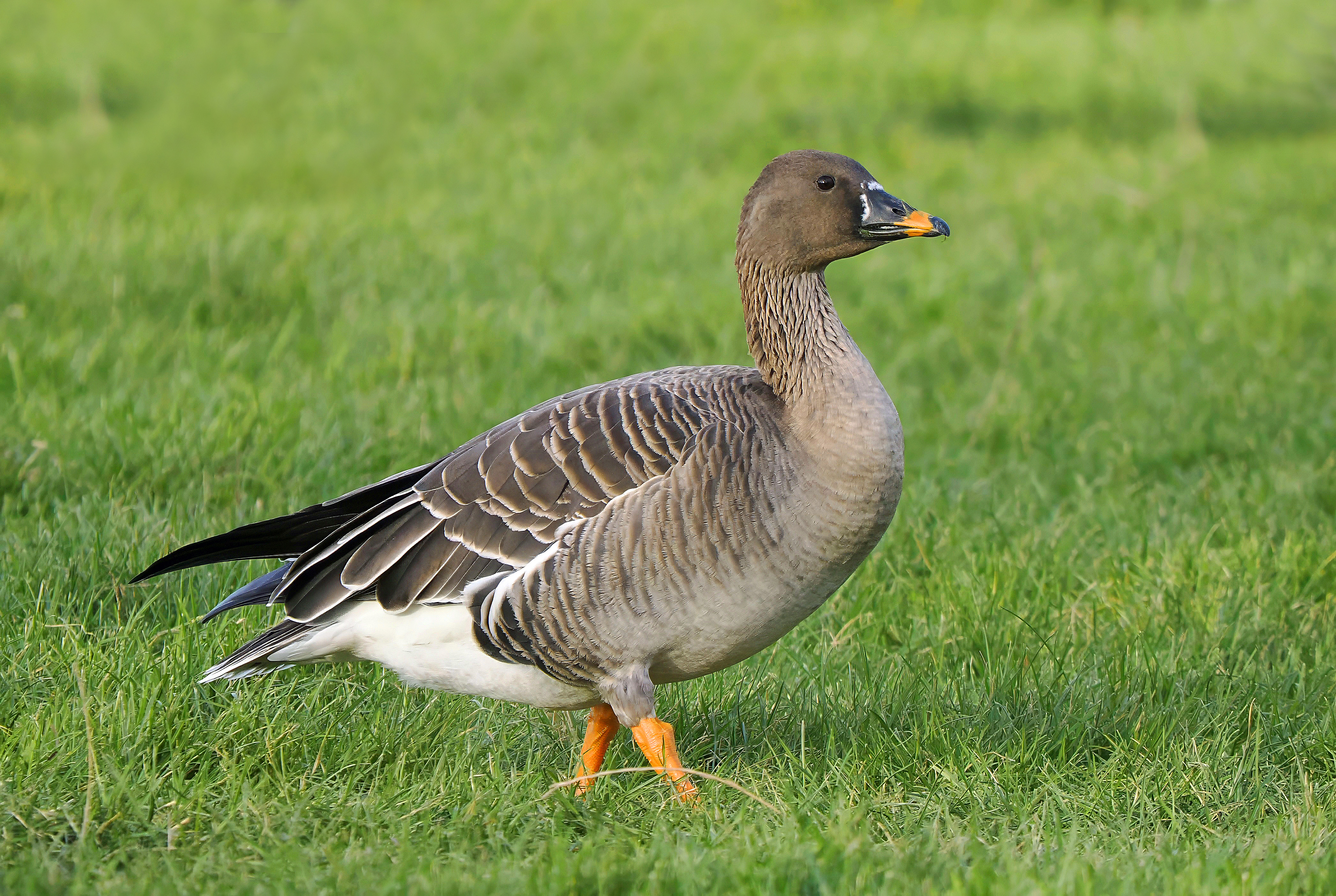 Tundra Bean Goose by Mark Joy - BirdGuides