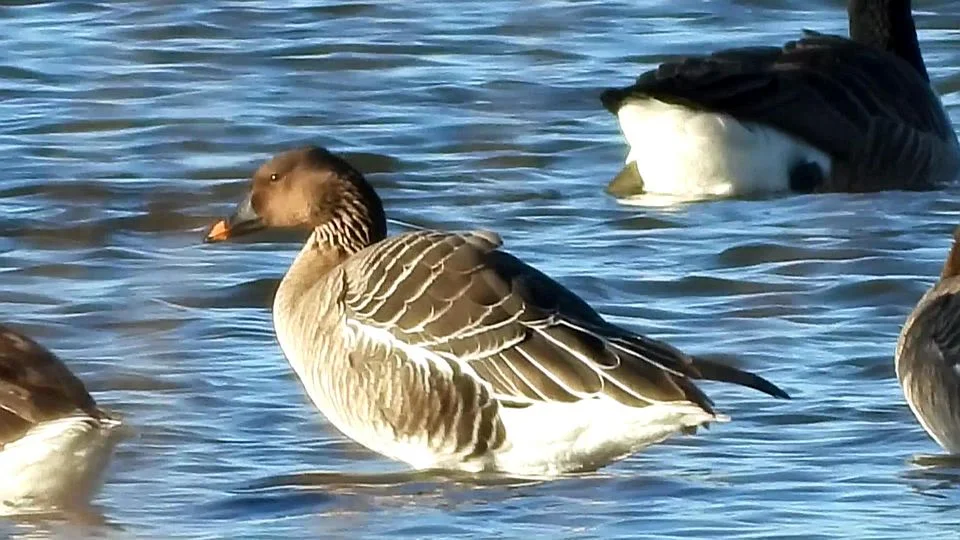 Tundra Bean Goose by Alan Shaw - BirdGuides