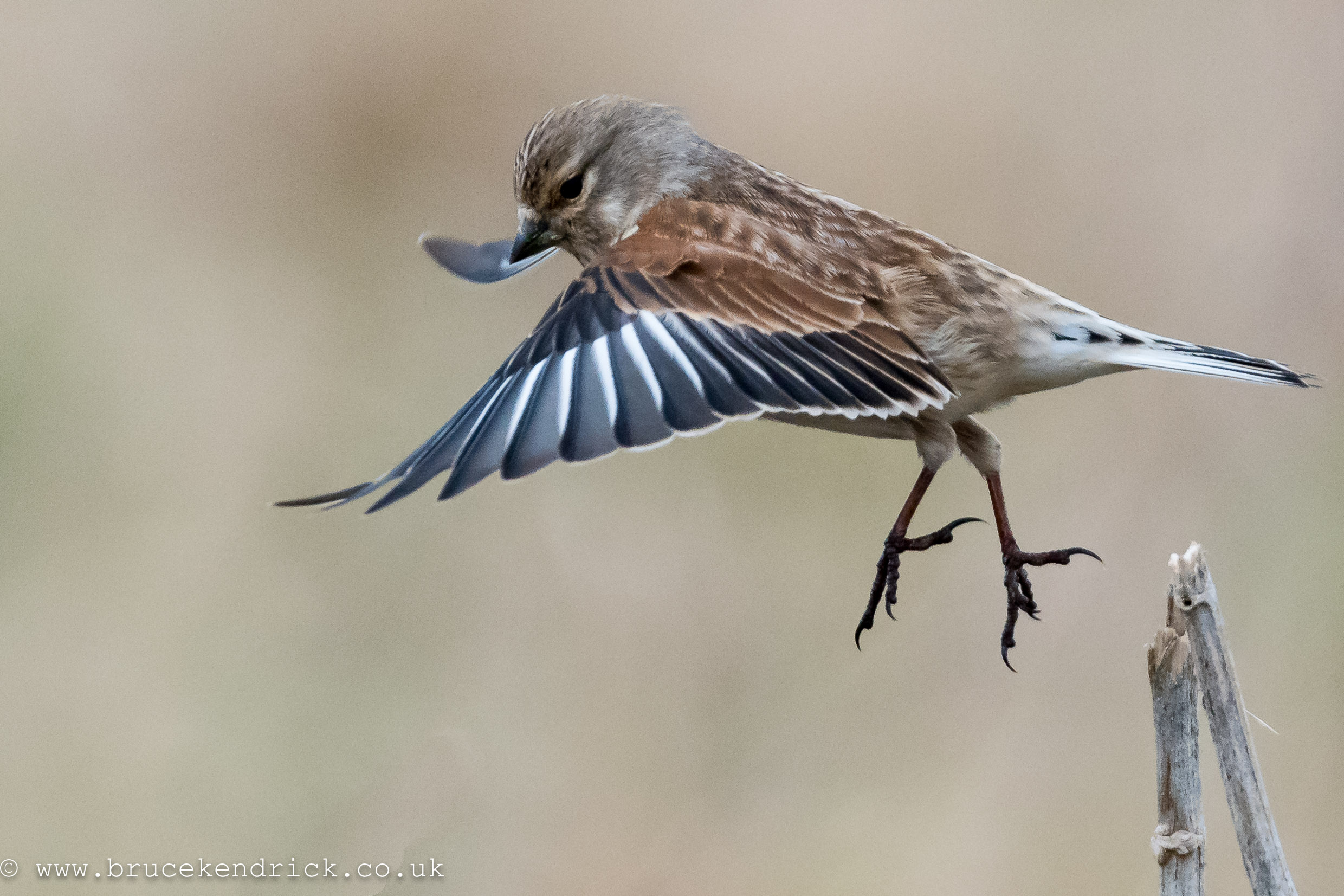 Common Linnet by Bruce Kendrick - BirdGuides