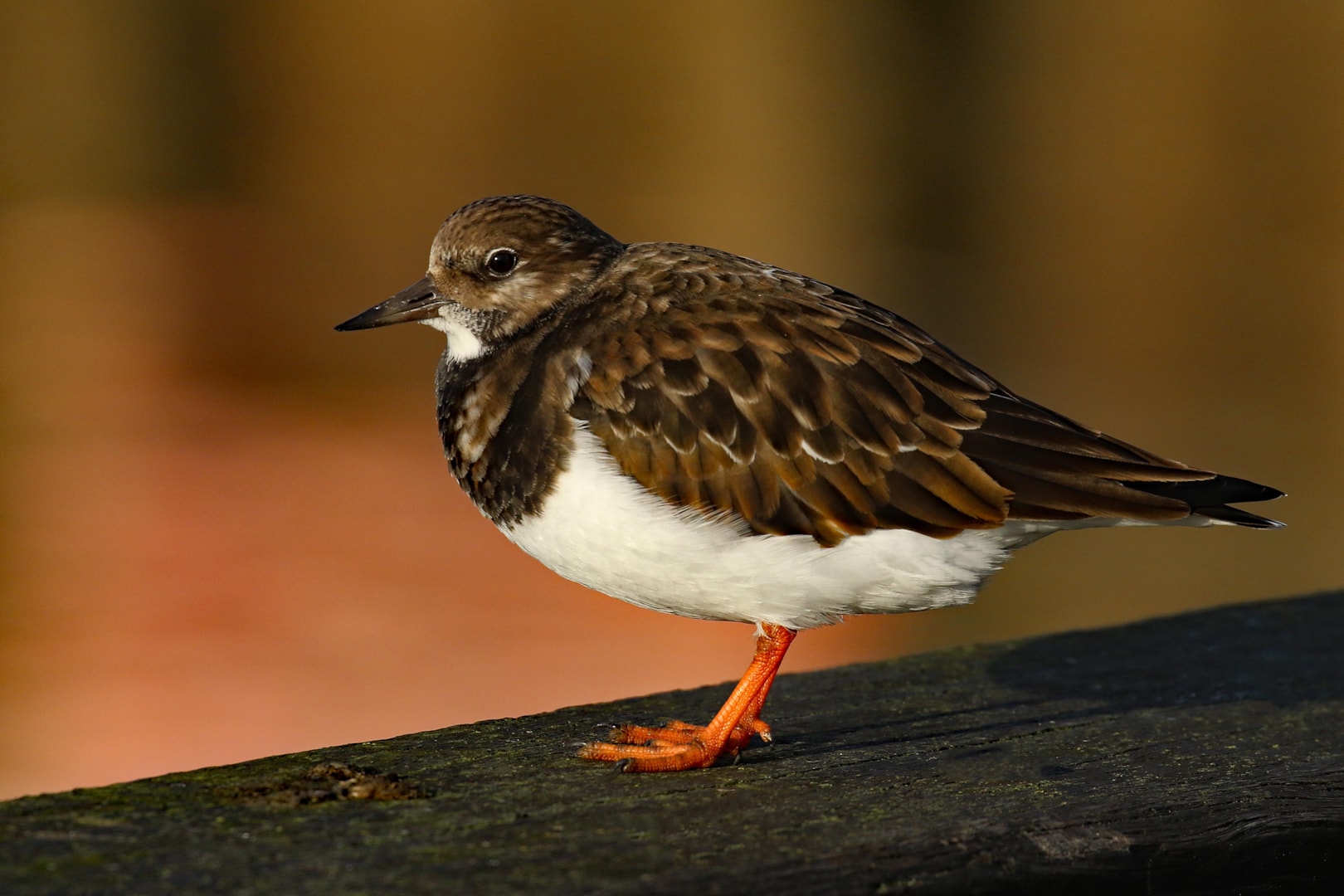 Ruddy Turnstone by Christopher Bell - BirdGuides
