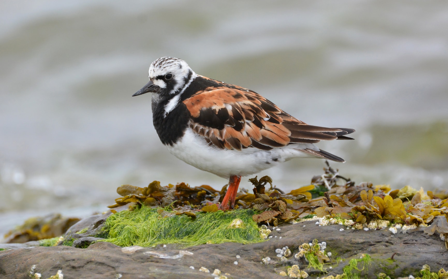 Ruddy Turnstone by Damian Money - BirdGuides