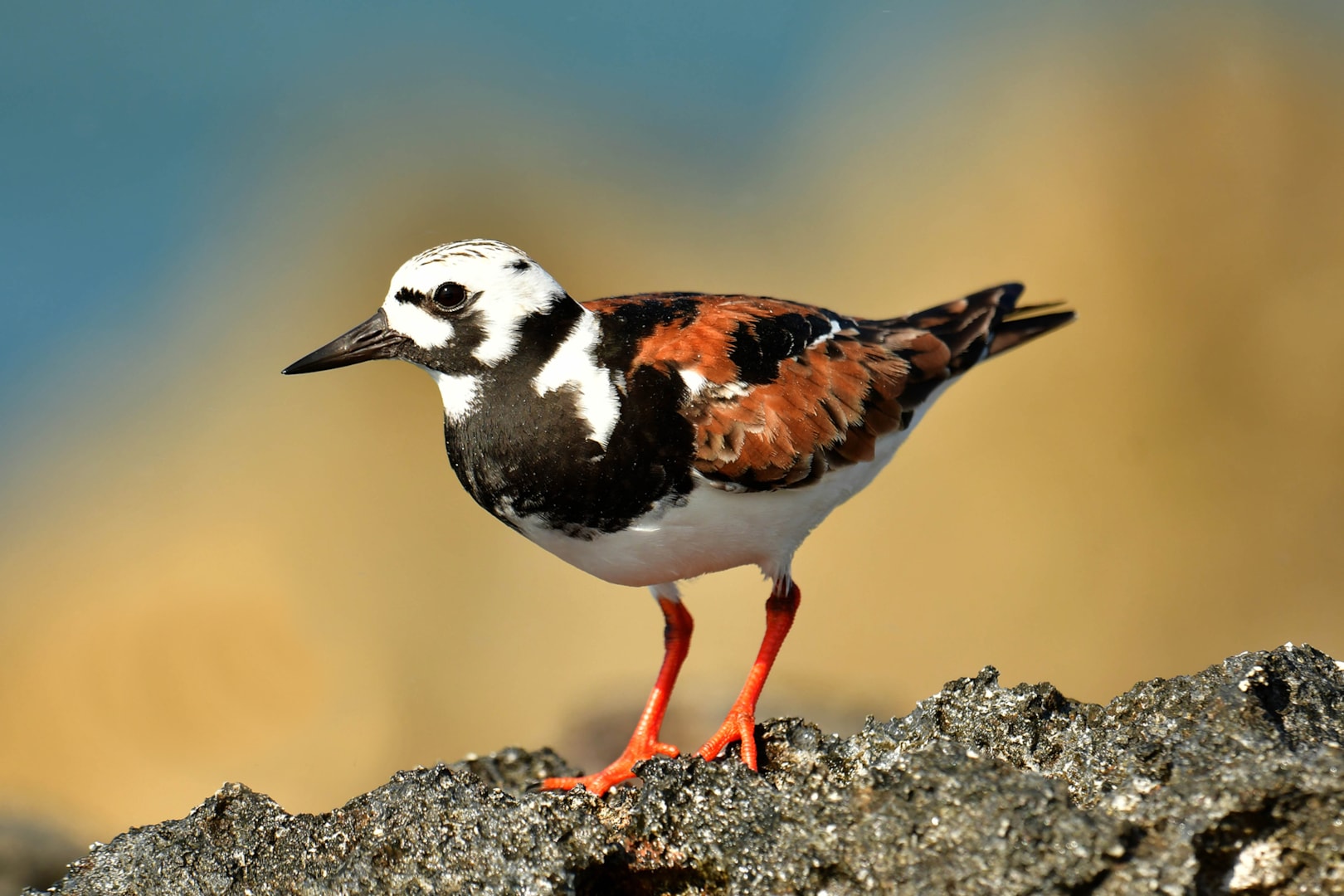 Ruddy Turnstone by Natalino Fenech - BirdGuides