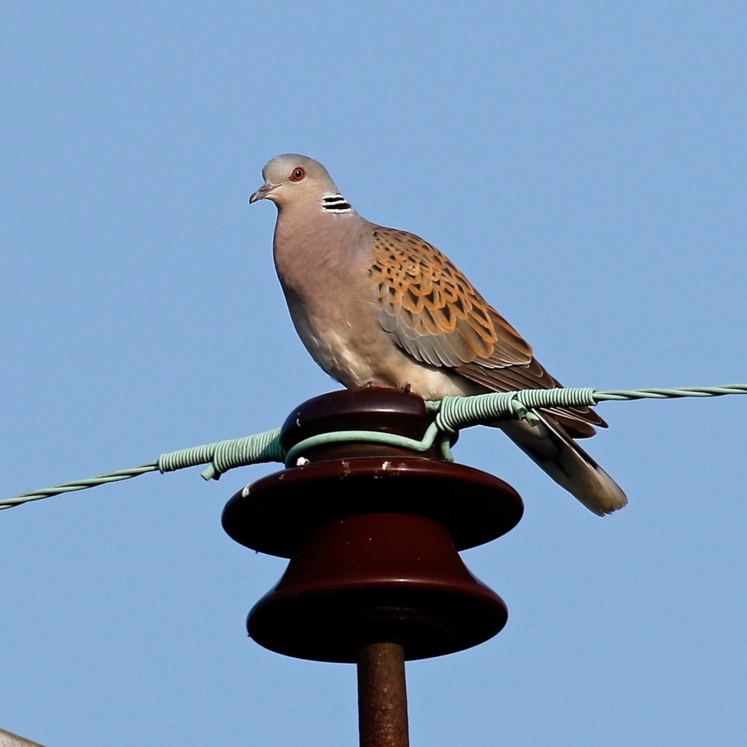 European Turtle Dove by Michael Hoare - BirdGuides