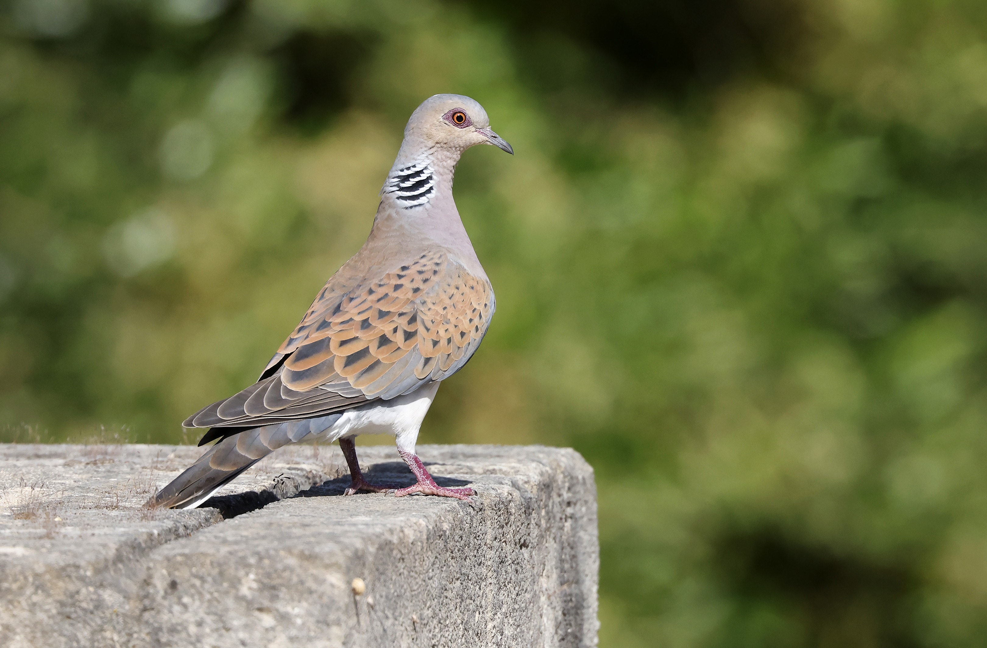 Grant boost for North York Moors birds - BirdGuides