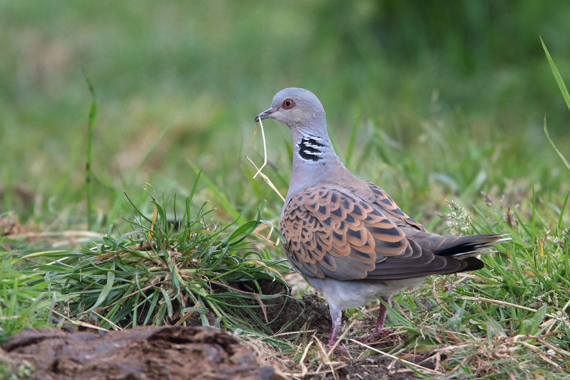 European Turtle Dove by Chris Mayne - BirdGuides