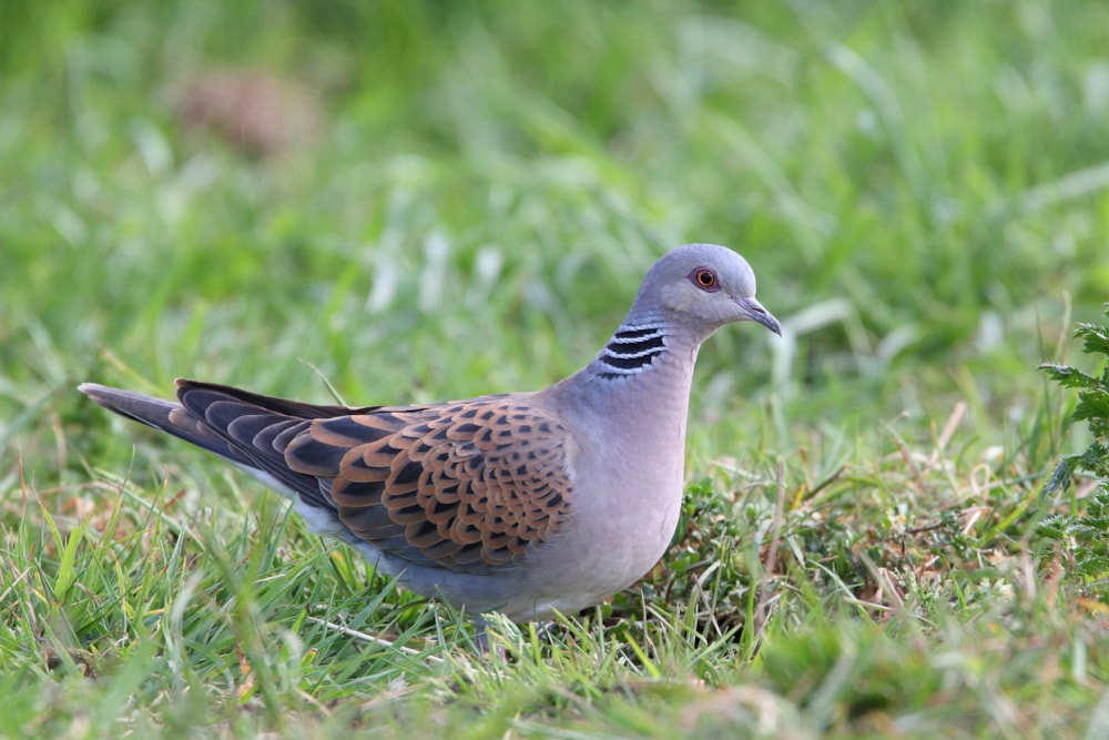 Volunteers needed for English turtle dove survey - BirdGuides