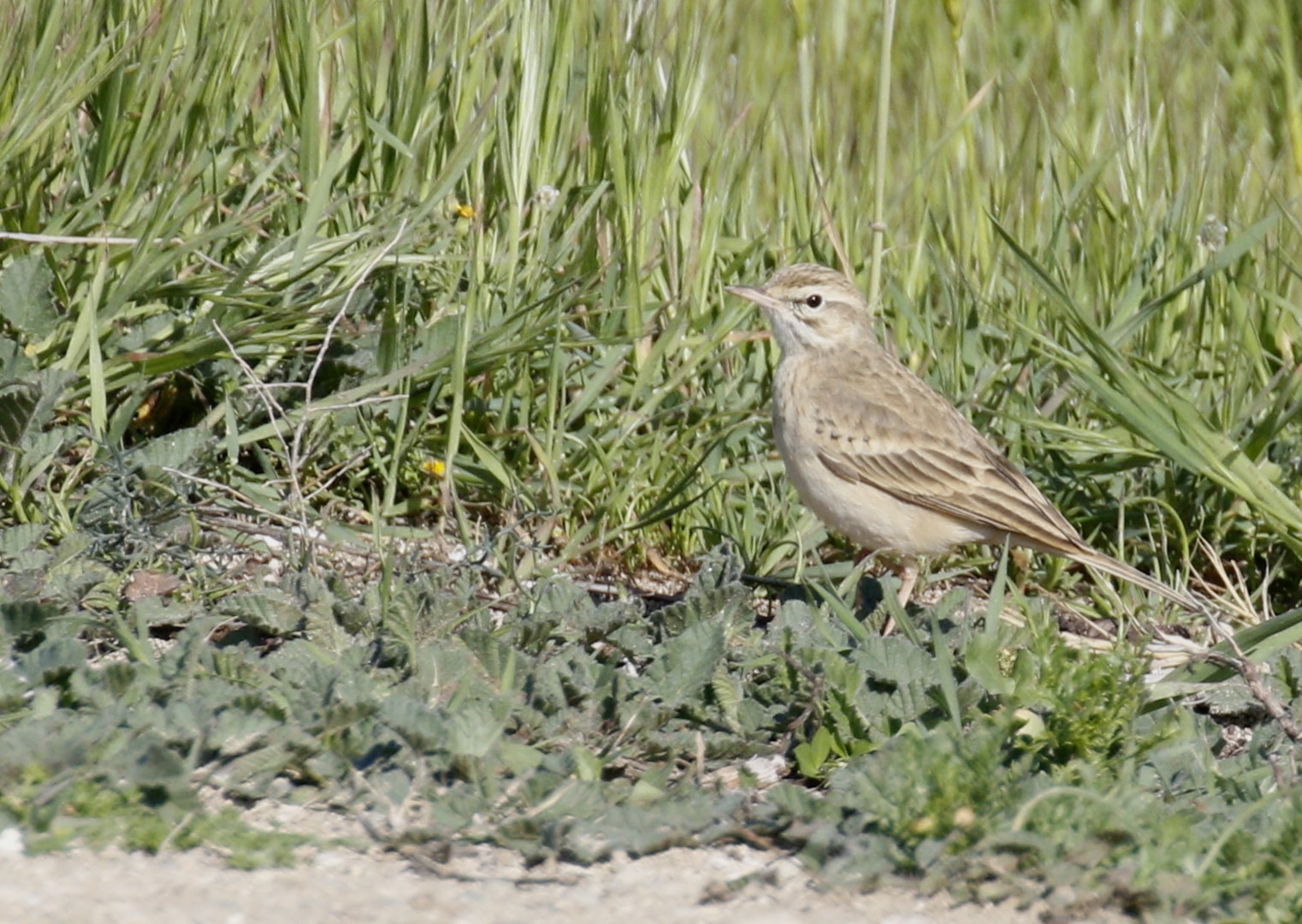 Tawny Pipit by David Bradshaw - BirdGuides