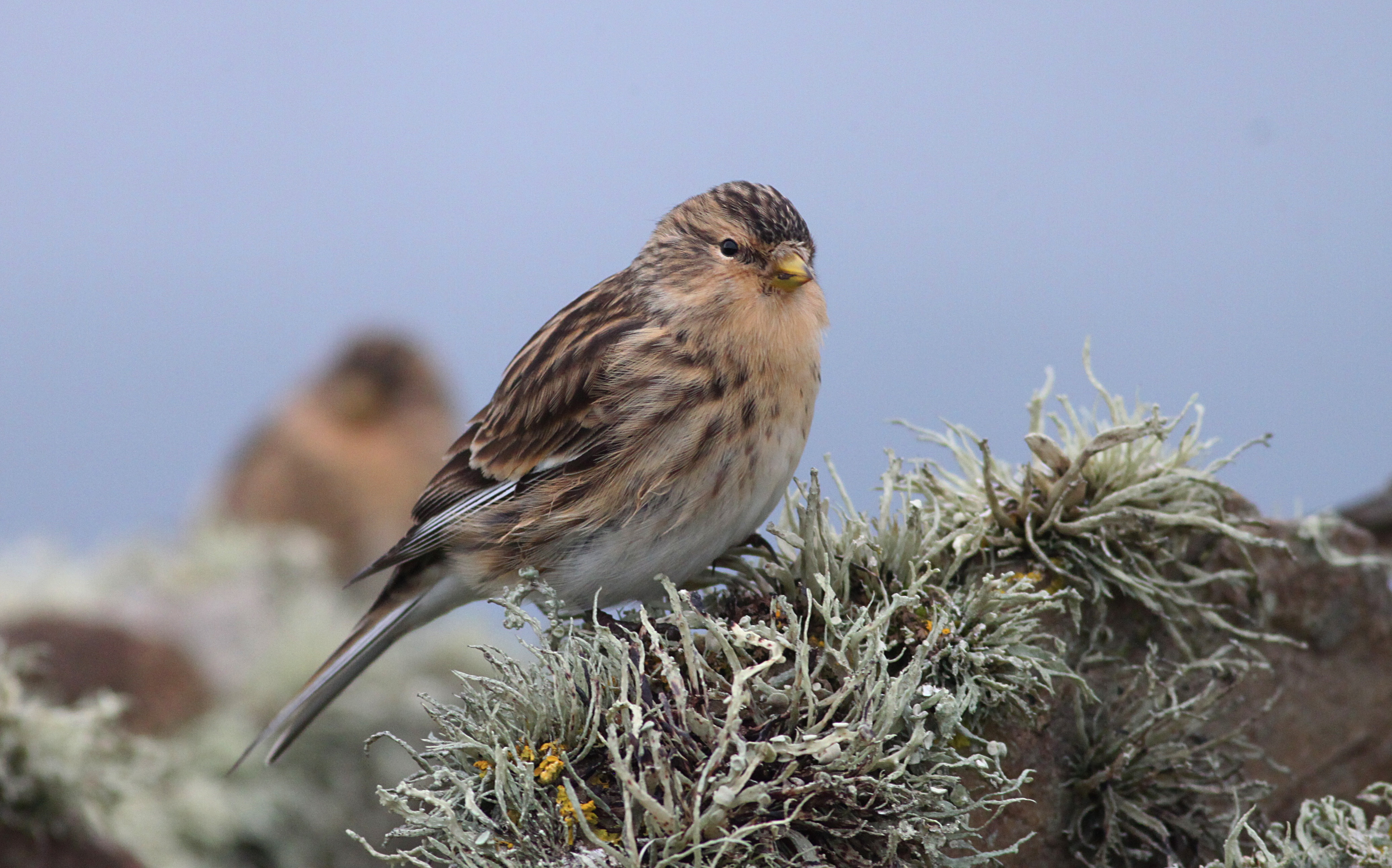 Twite by Drew Lyness - BirdGuides
