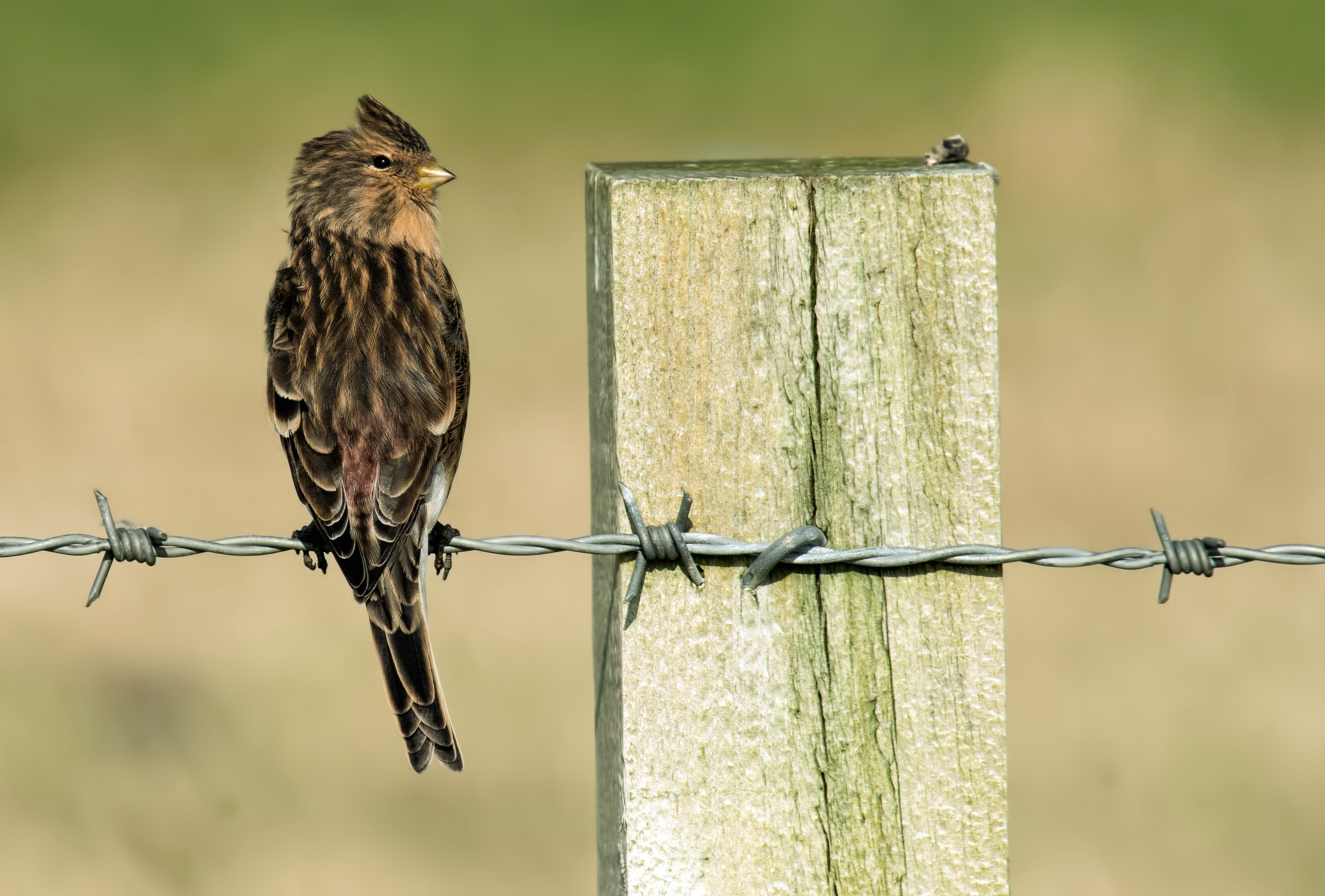 Young Twite suffer high mortality - BirdGuides