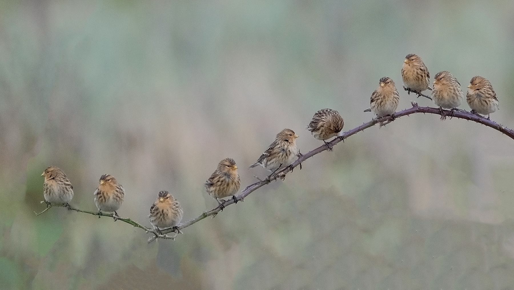 Twite by John Turner - BirdGuides
