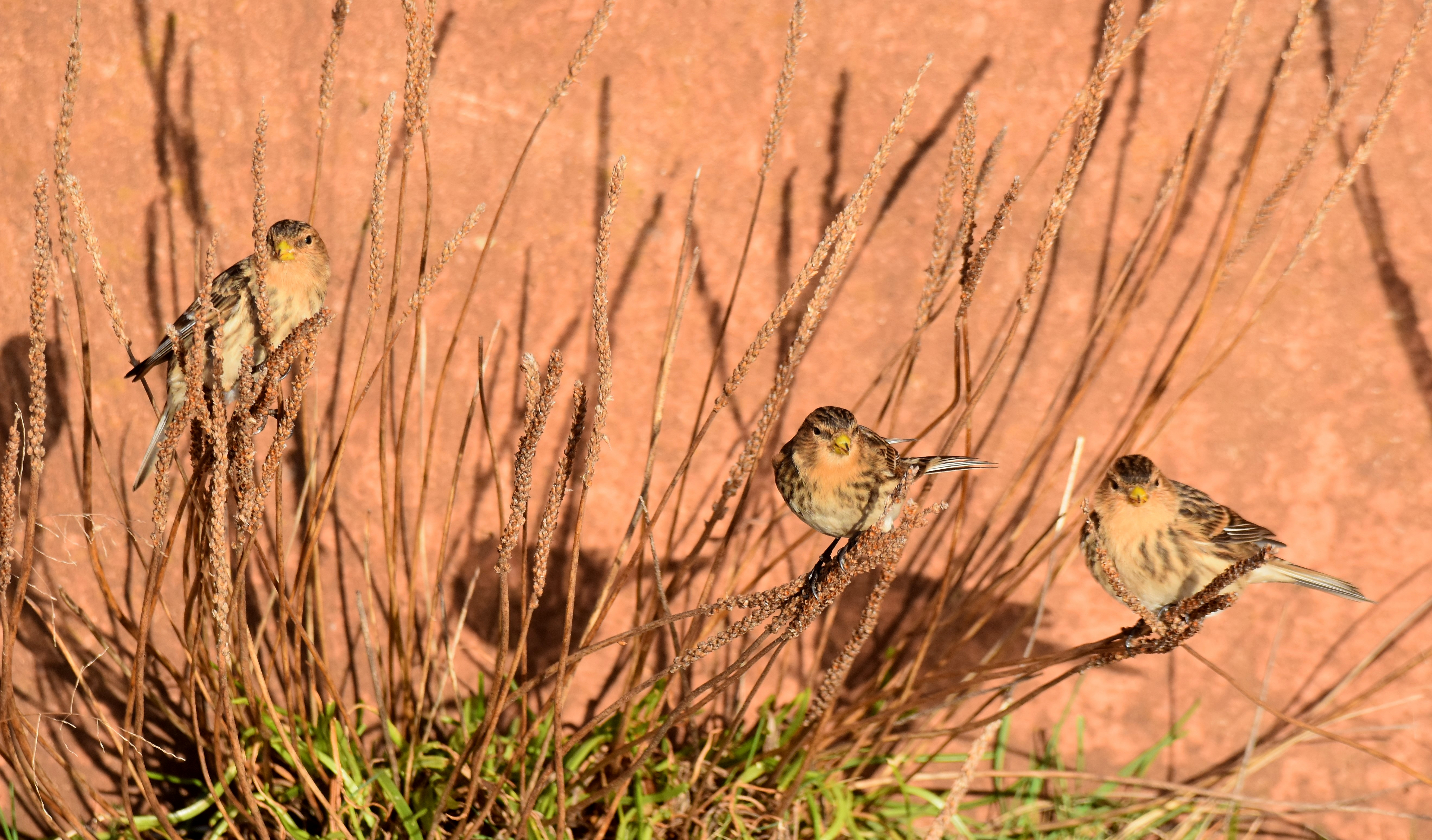 Musselburgh Lagoons Birdwatching Site - BirdGuides
