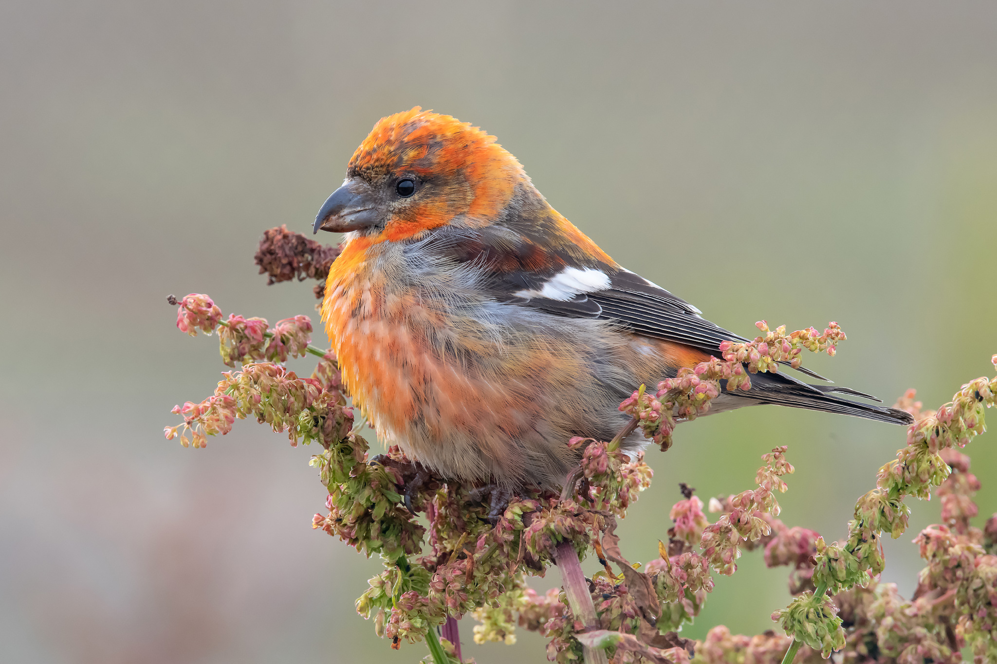 Details : Two-barred Crossbill - BirdGuides