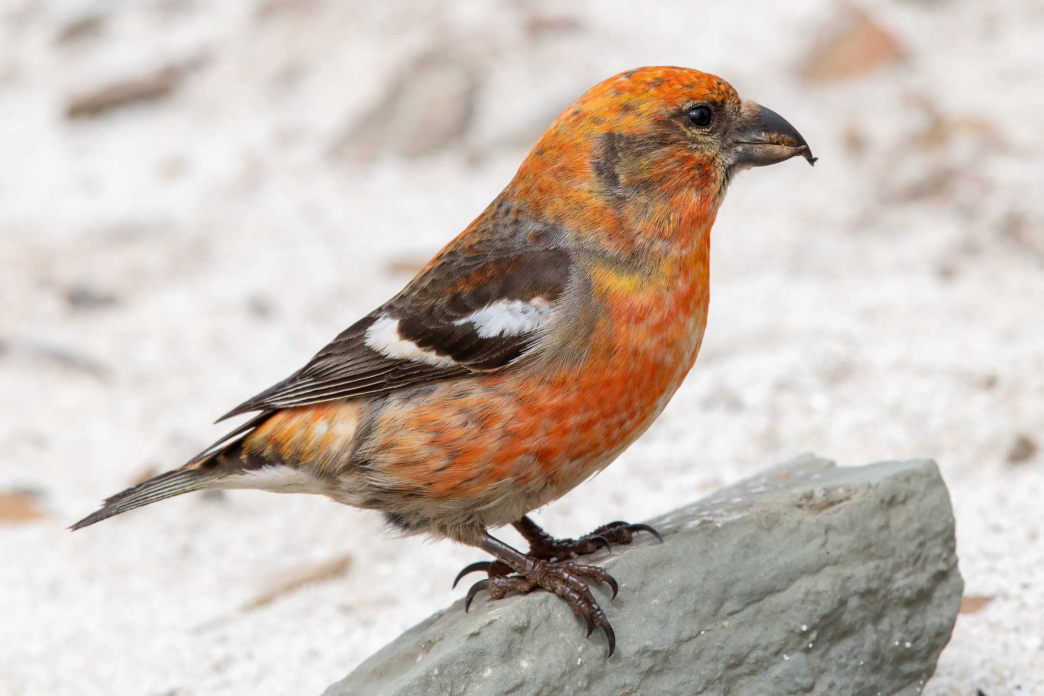 Two-barred Crossbill by David Bailey - BirdGuides