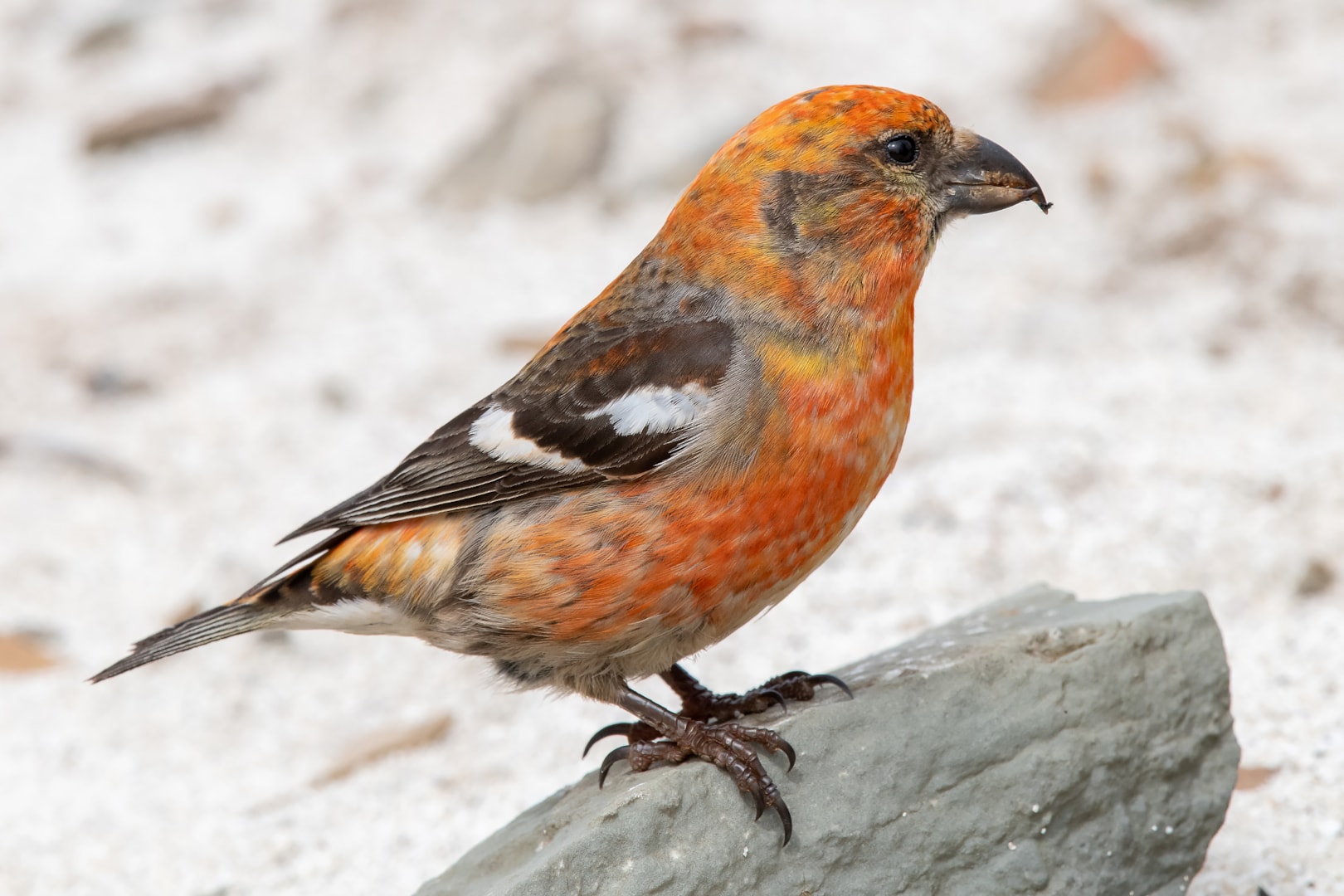 Two-barred Crossbill by David Bailey - BirdGuides