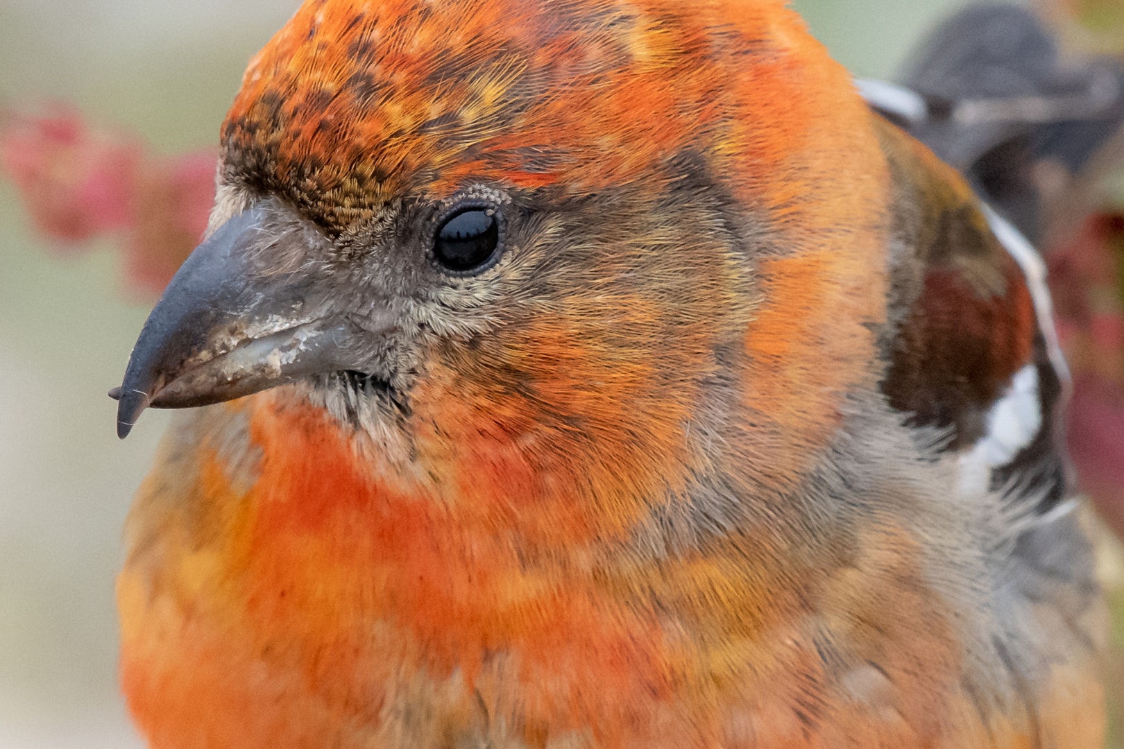 Two-barred Crossbill by David Bailey - BirdGuides