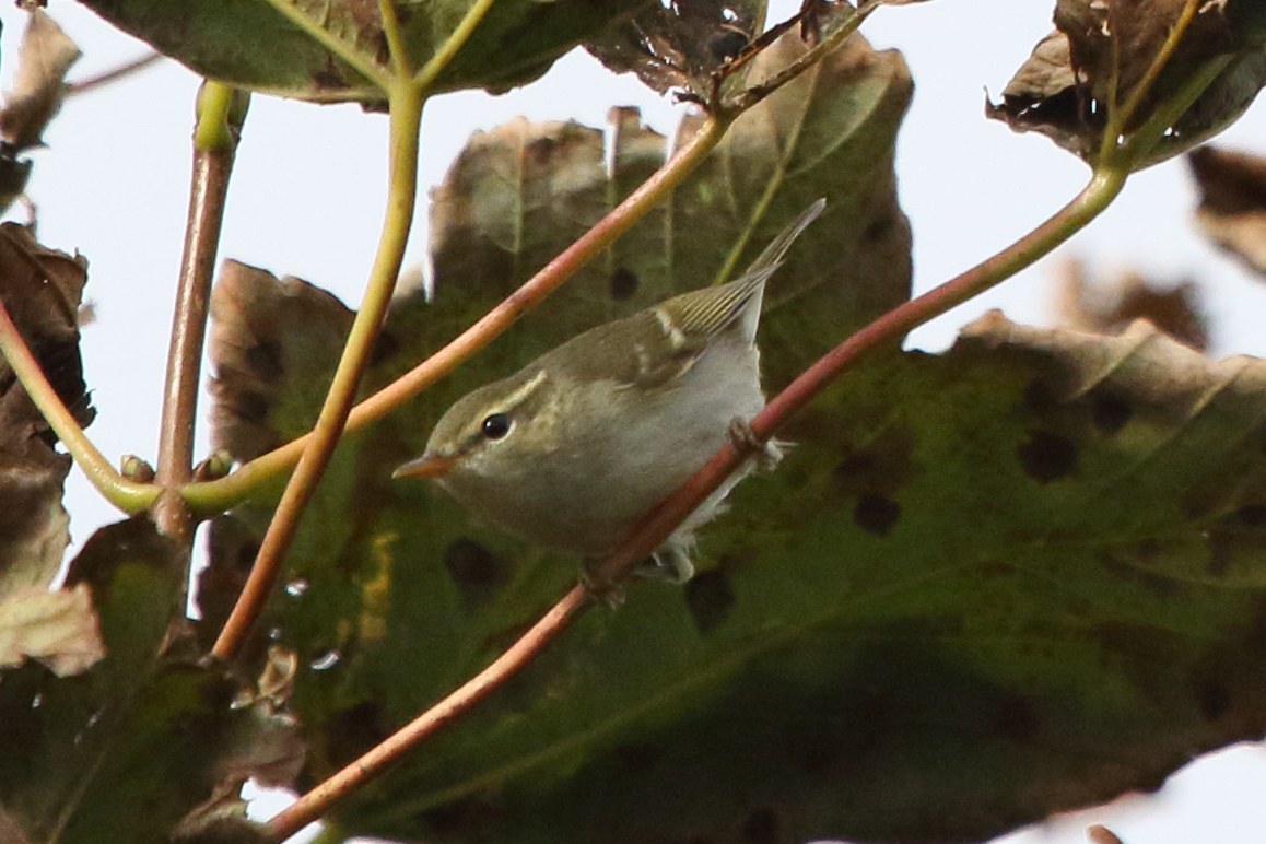 Details : Two-barred Warbler - BirdGuides