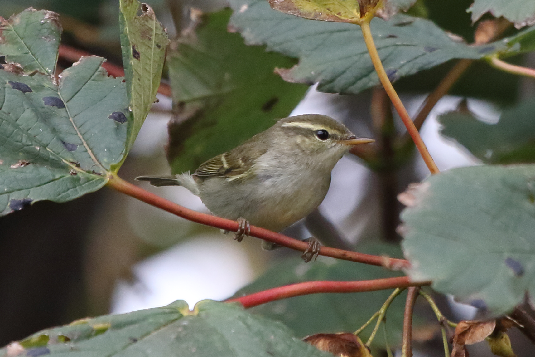 Details : Two-barred Warbler - BirdGuides