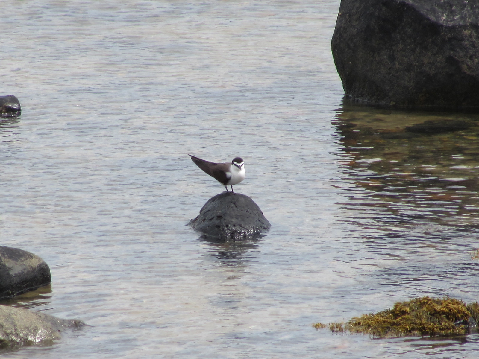 Bridled Tern by Bird Guides - BirdGuides