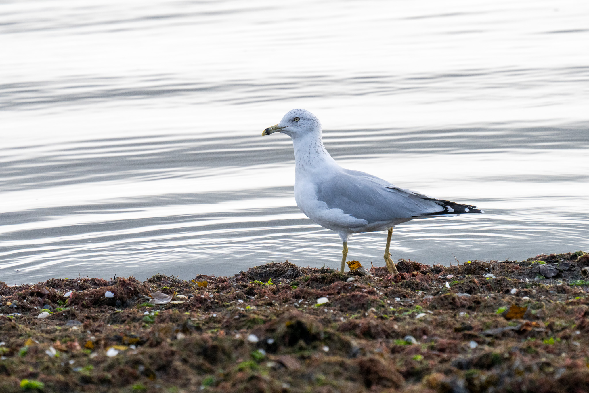 Ring-billed Gull by Aaron Long - BirdGuides