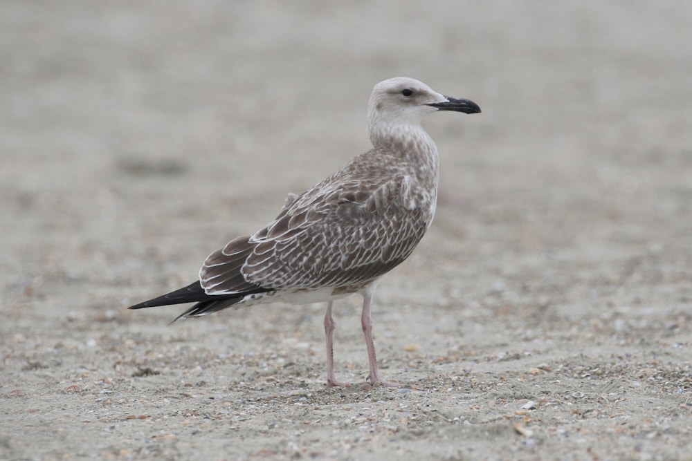 A Caspian Gull photo-fest in Romania - BirdGuides