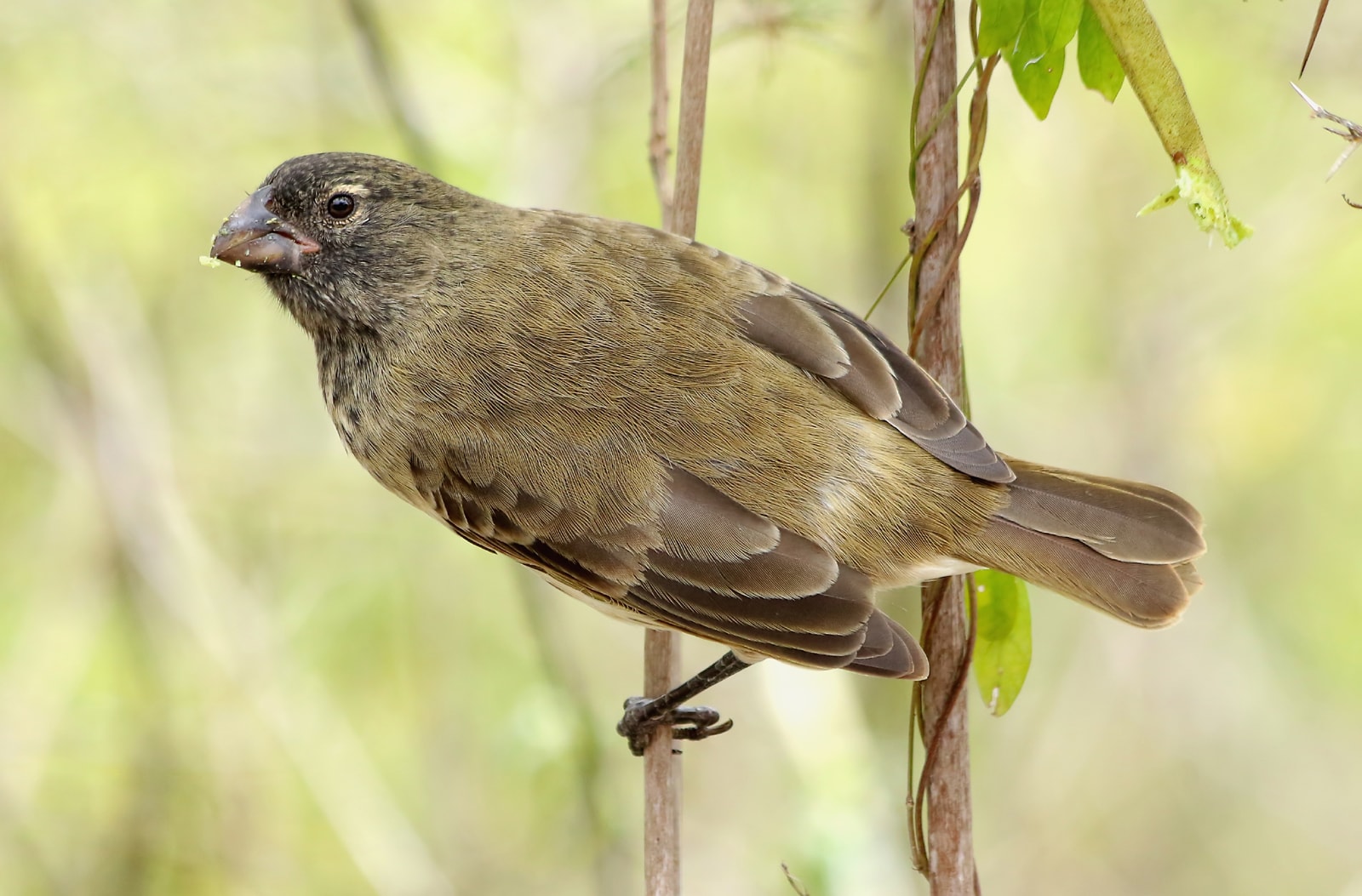 Vegetarian Finch by Jaz - BirdGuides