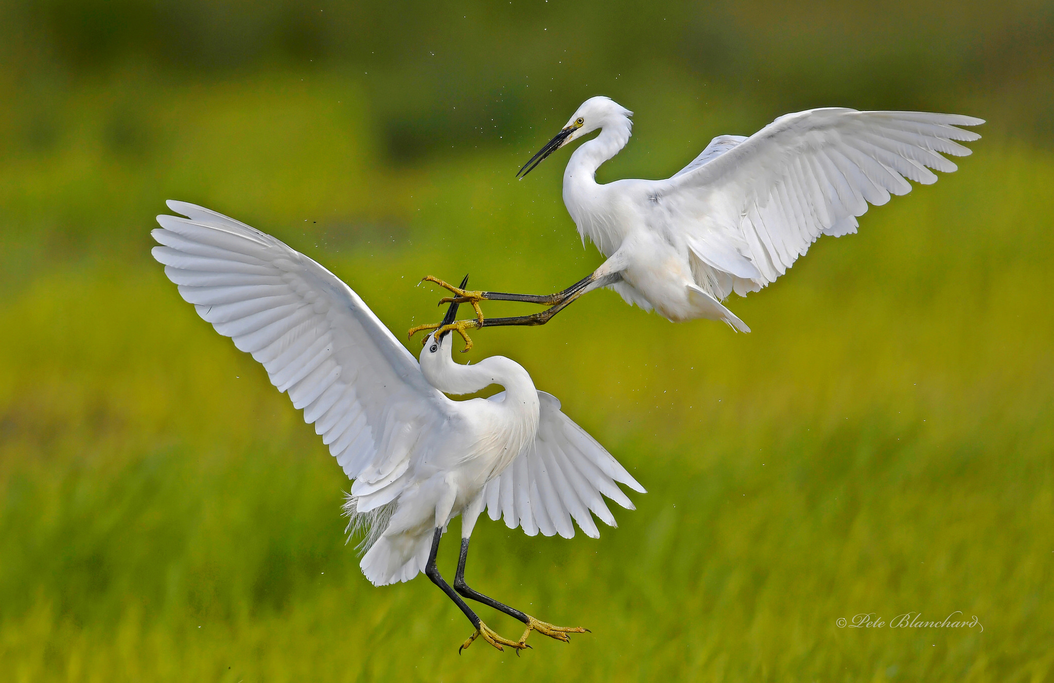 Details : Little Egret - BirdGuides