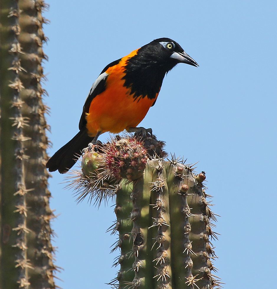 Venezuelan Troupial by Alexander Viduetsky - BirdGuides