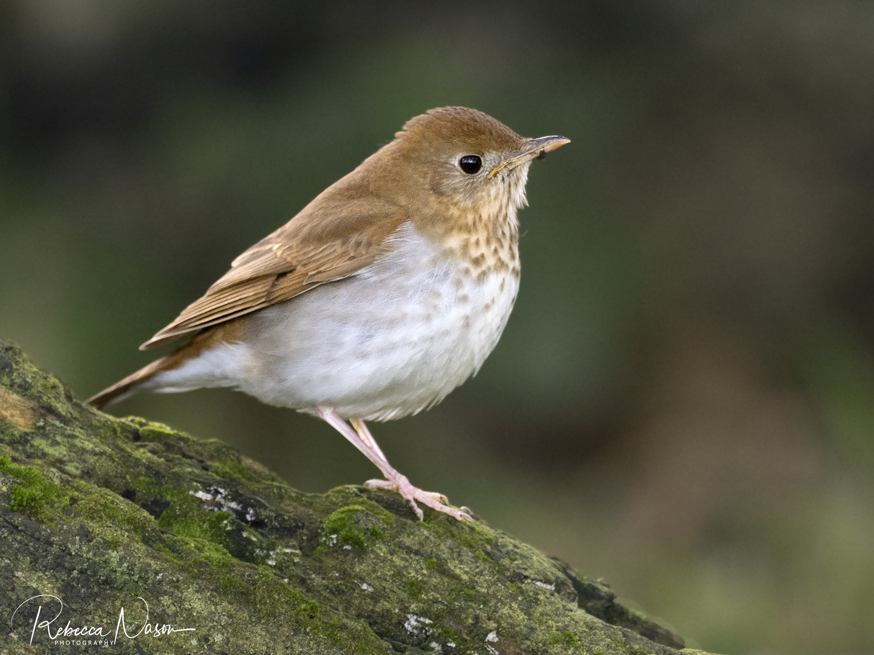 Veery by Rebecca Nason - BirdGuides