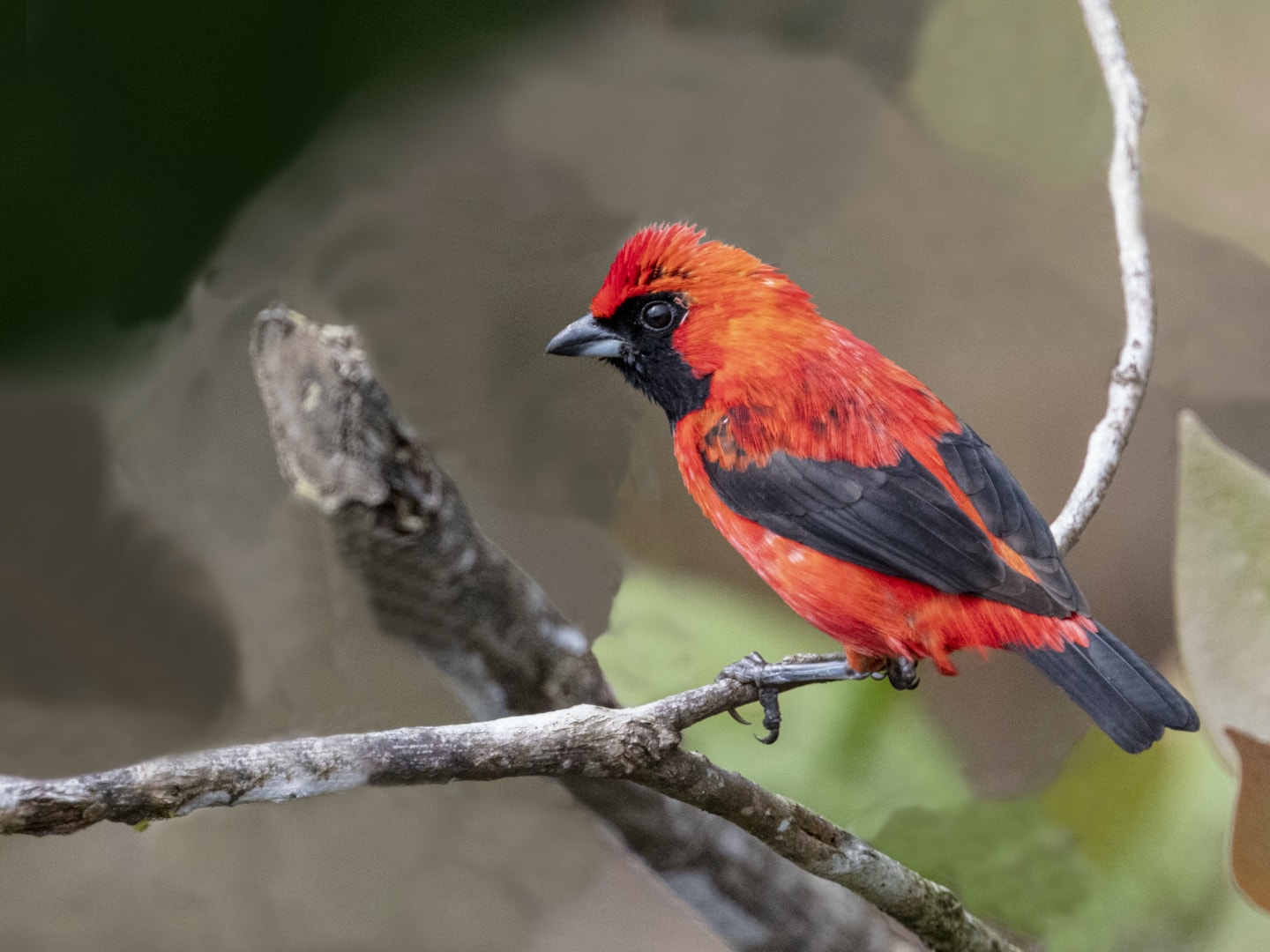 Vermilion Tanager by David Tattersley - BirdGuides