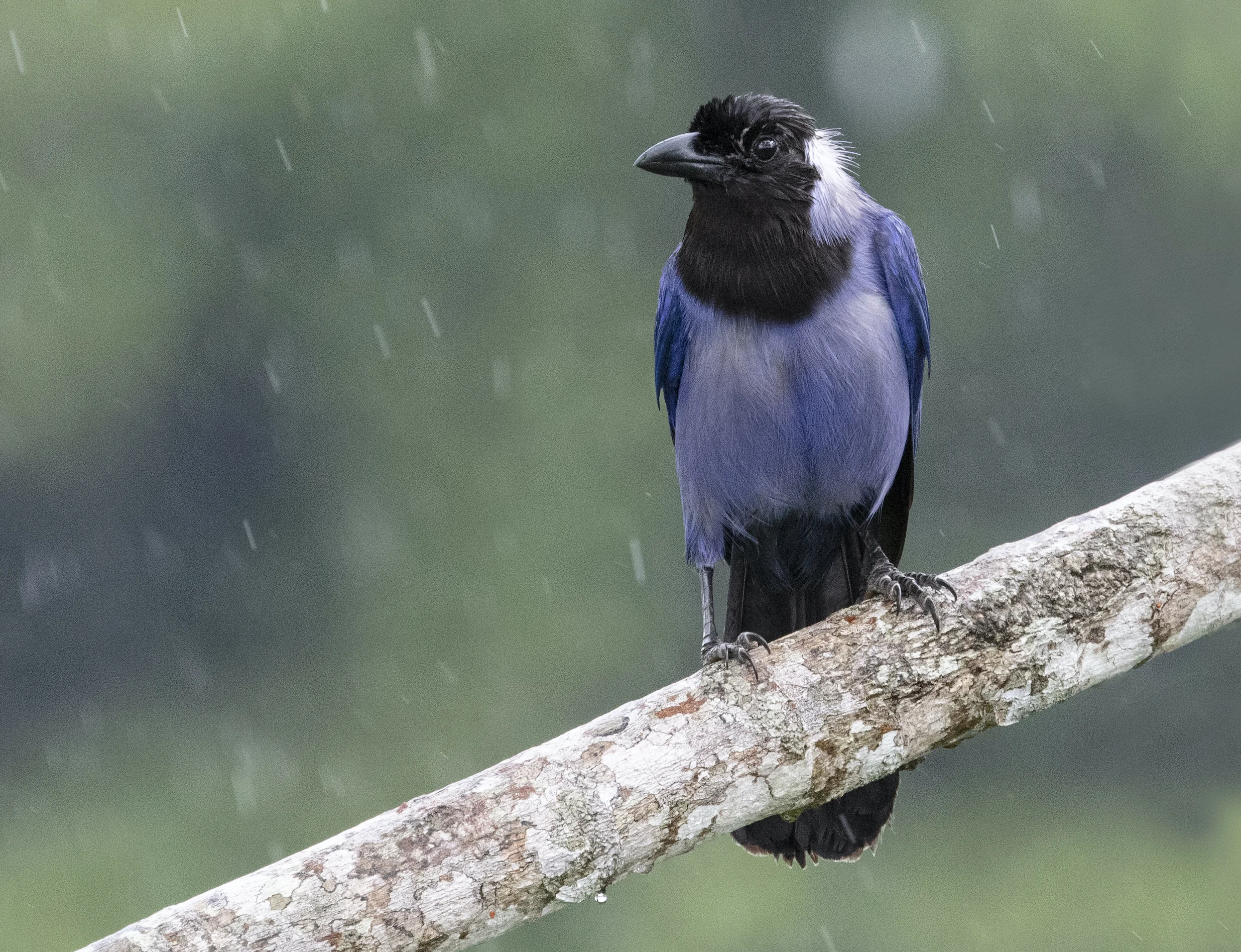 Details : Violaceous Jay - BirdGuides