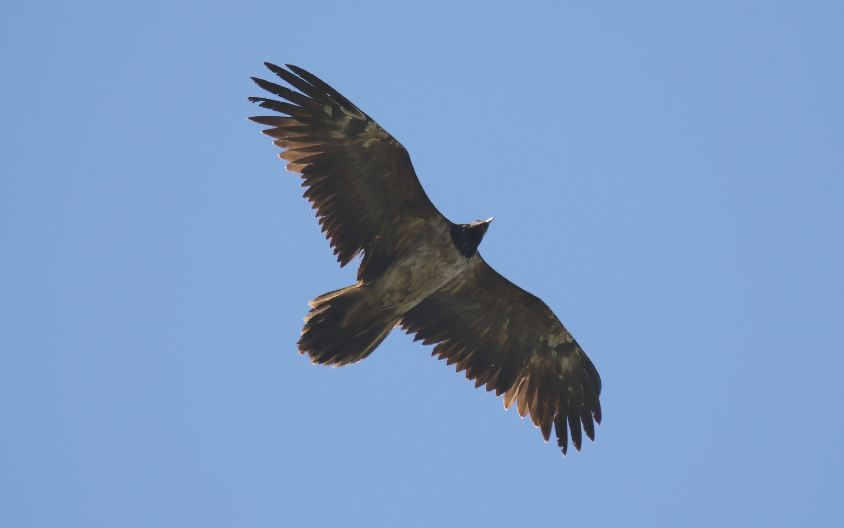 Flurry of ultra-rare raptors on Near Continent - BirdGuides