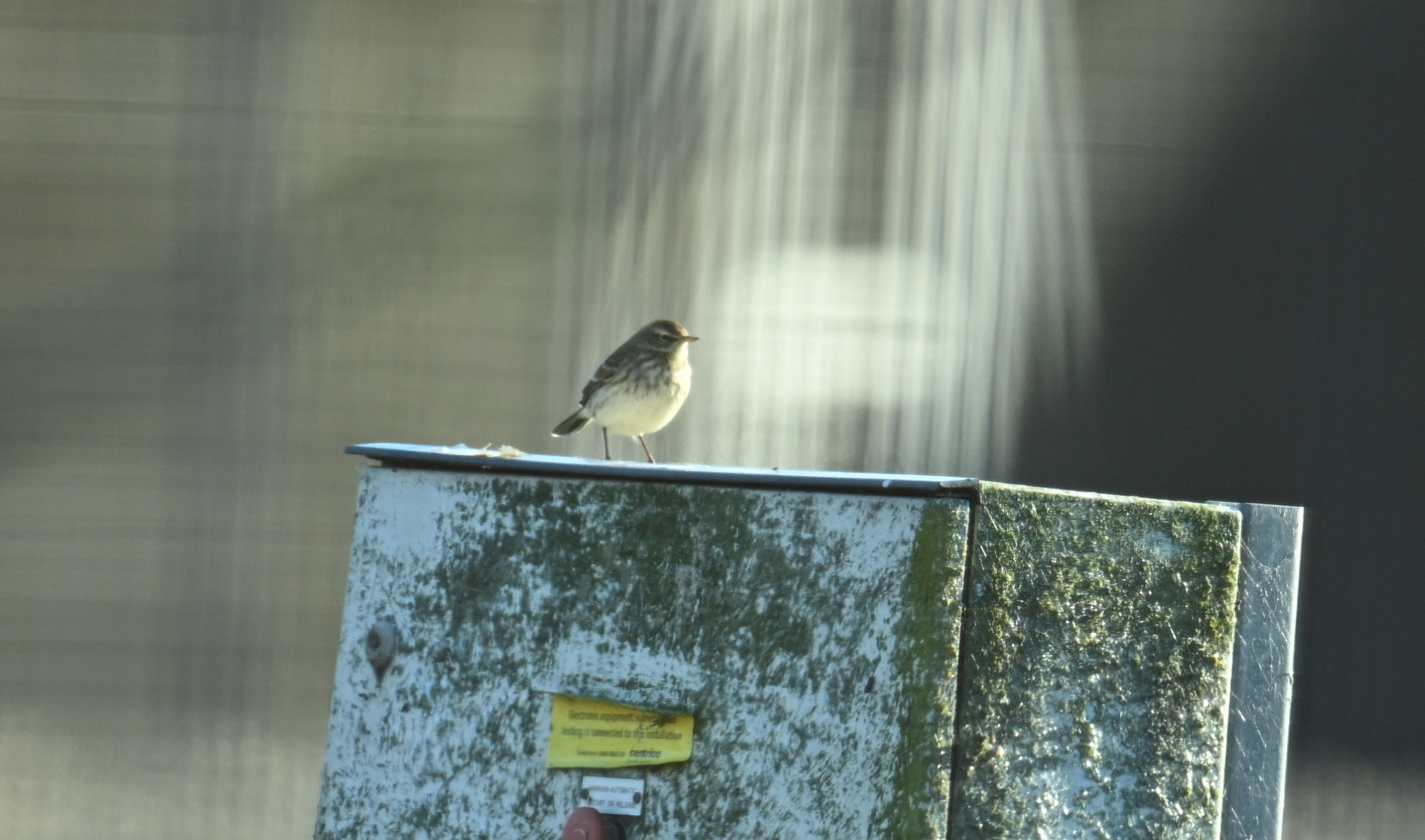 Water Pipit by Roger Hackney - BirdGuides