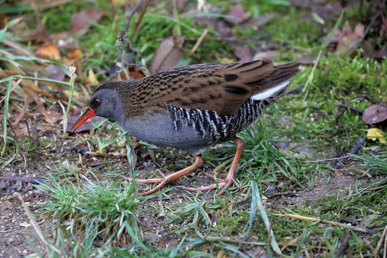 Water Rail by PETER MILES - BirdGuides