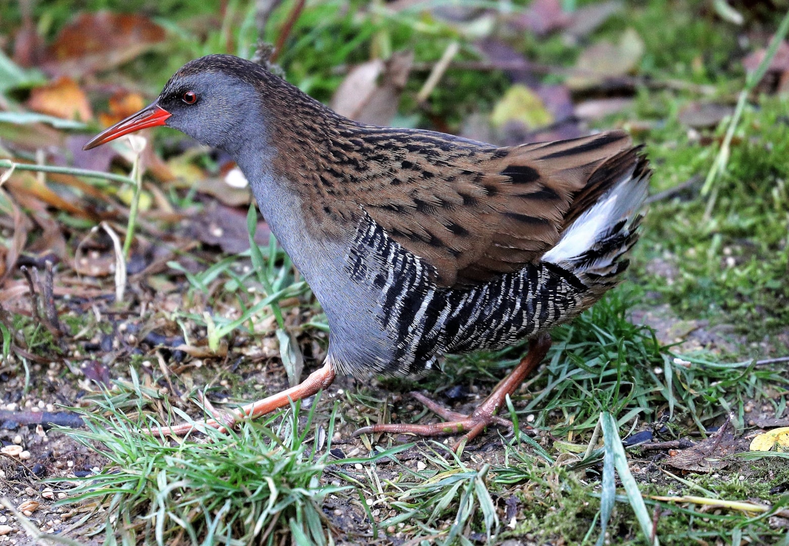 Water Rail by PETER MILES - BirdGuides