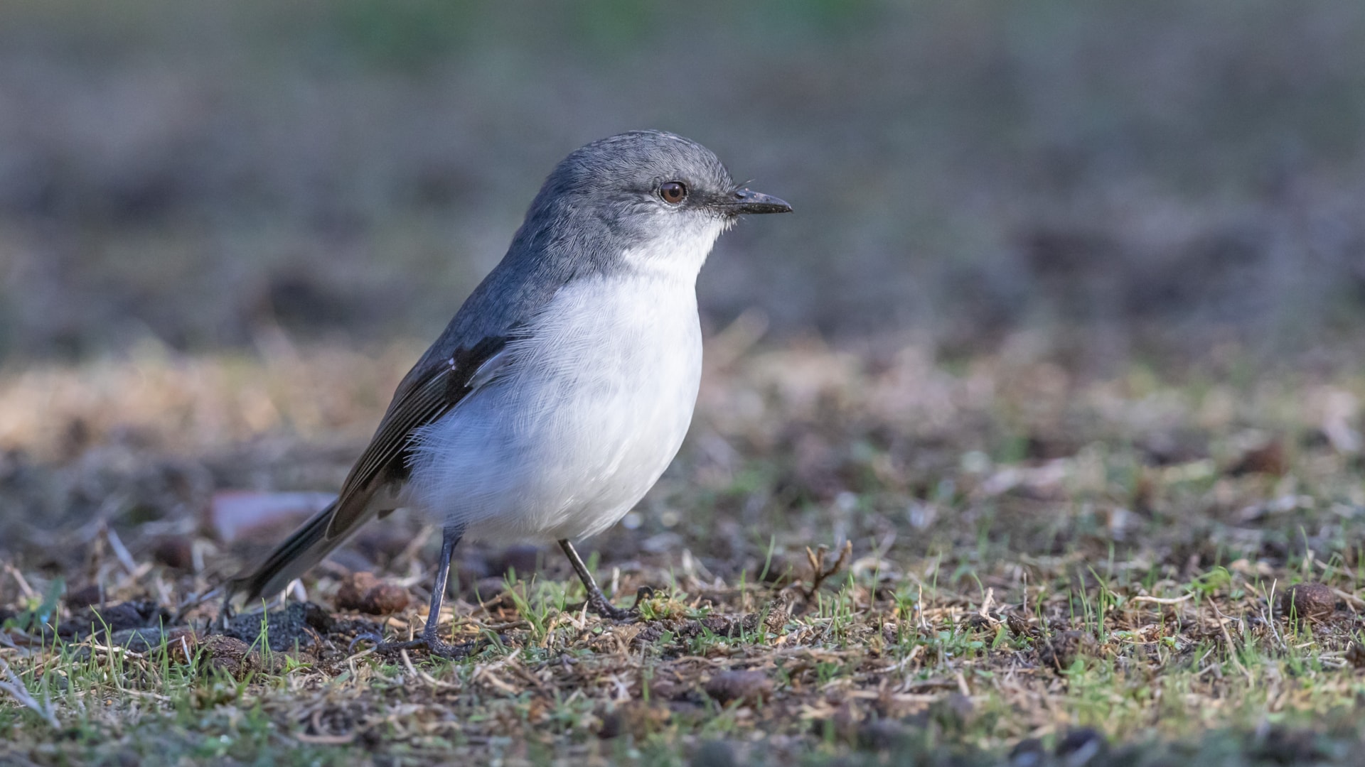 White-breasted Robin by Chris Young - BirdGuides