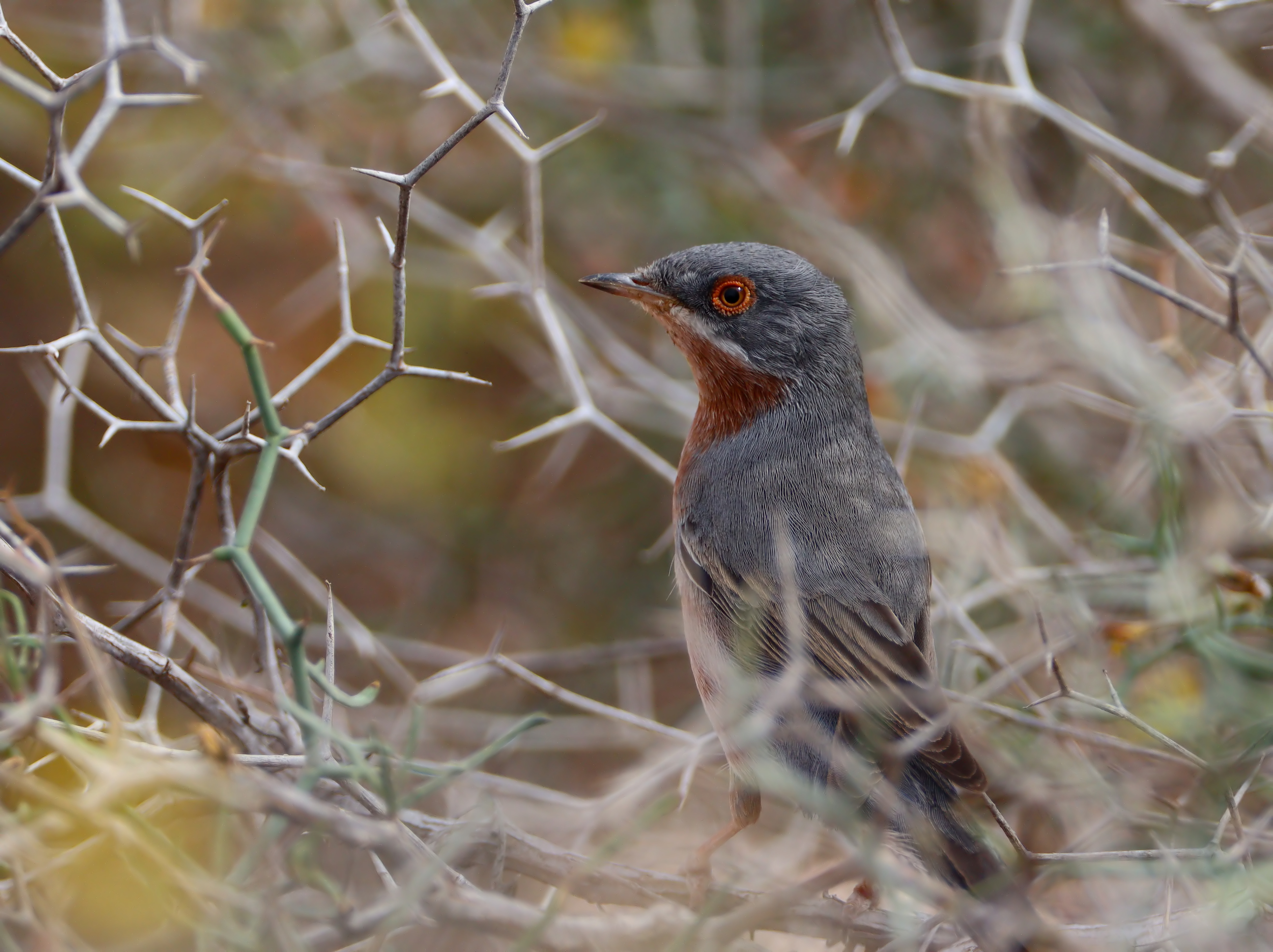 Details : Western Subalpine Warbler - BirdGuides