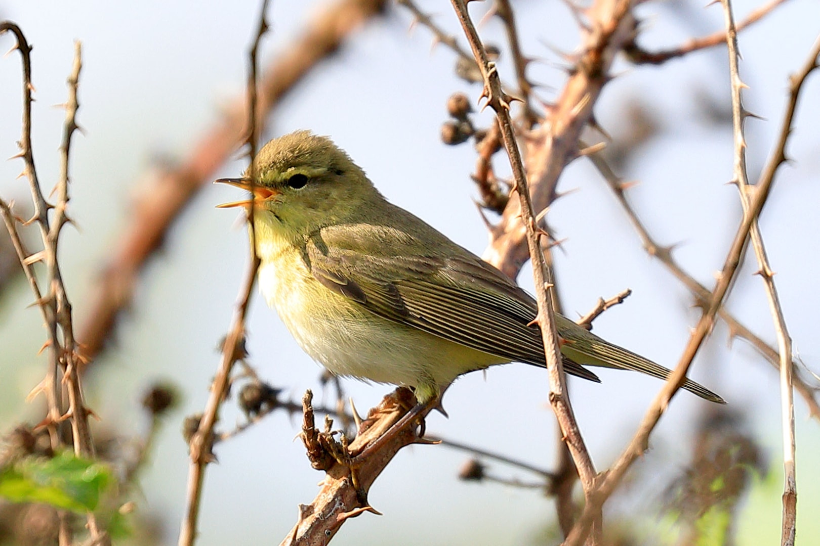Willow Warbler by PETER MILES - BirdGuides