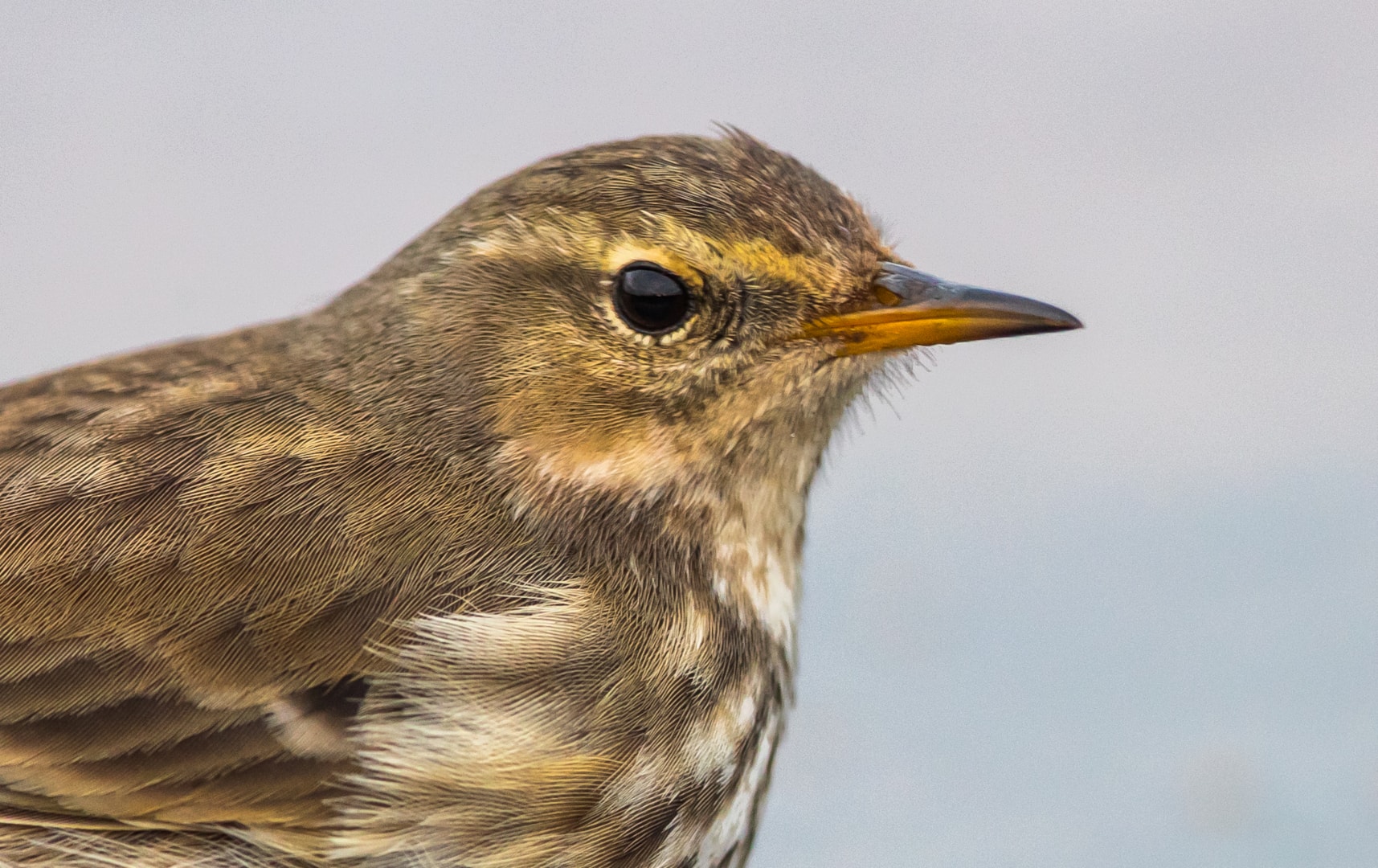 Water Pipit by Peter Garrity - BirdGuides