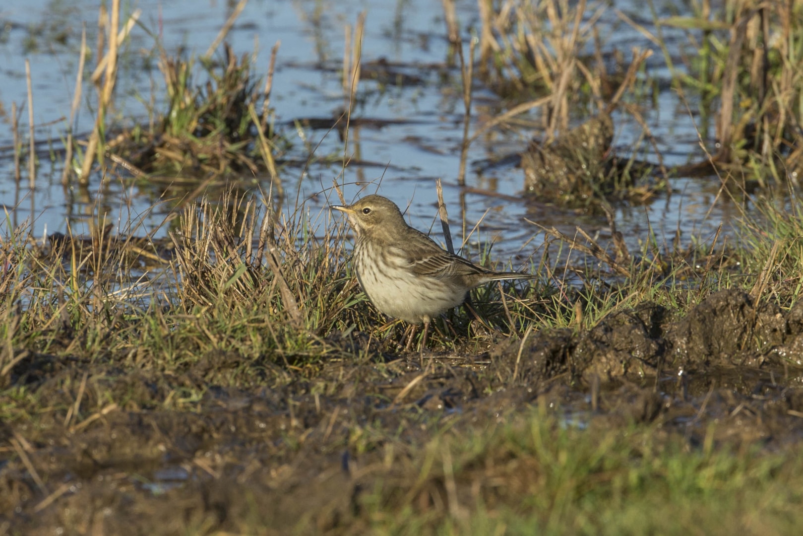Water Pipit by jack hill - BirdGuides