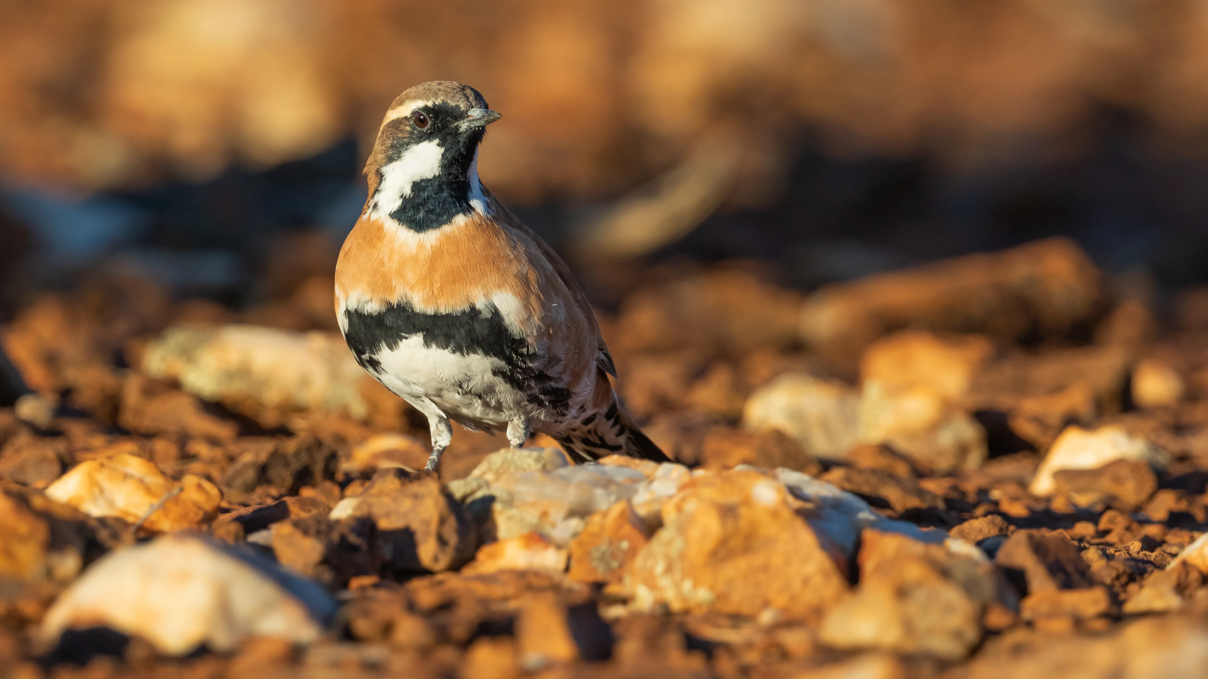 Details : Cinnamon Quail-thrush - BirdGuides