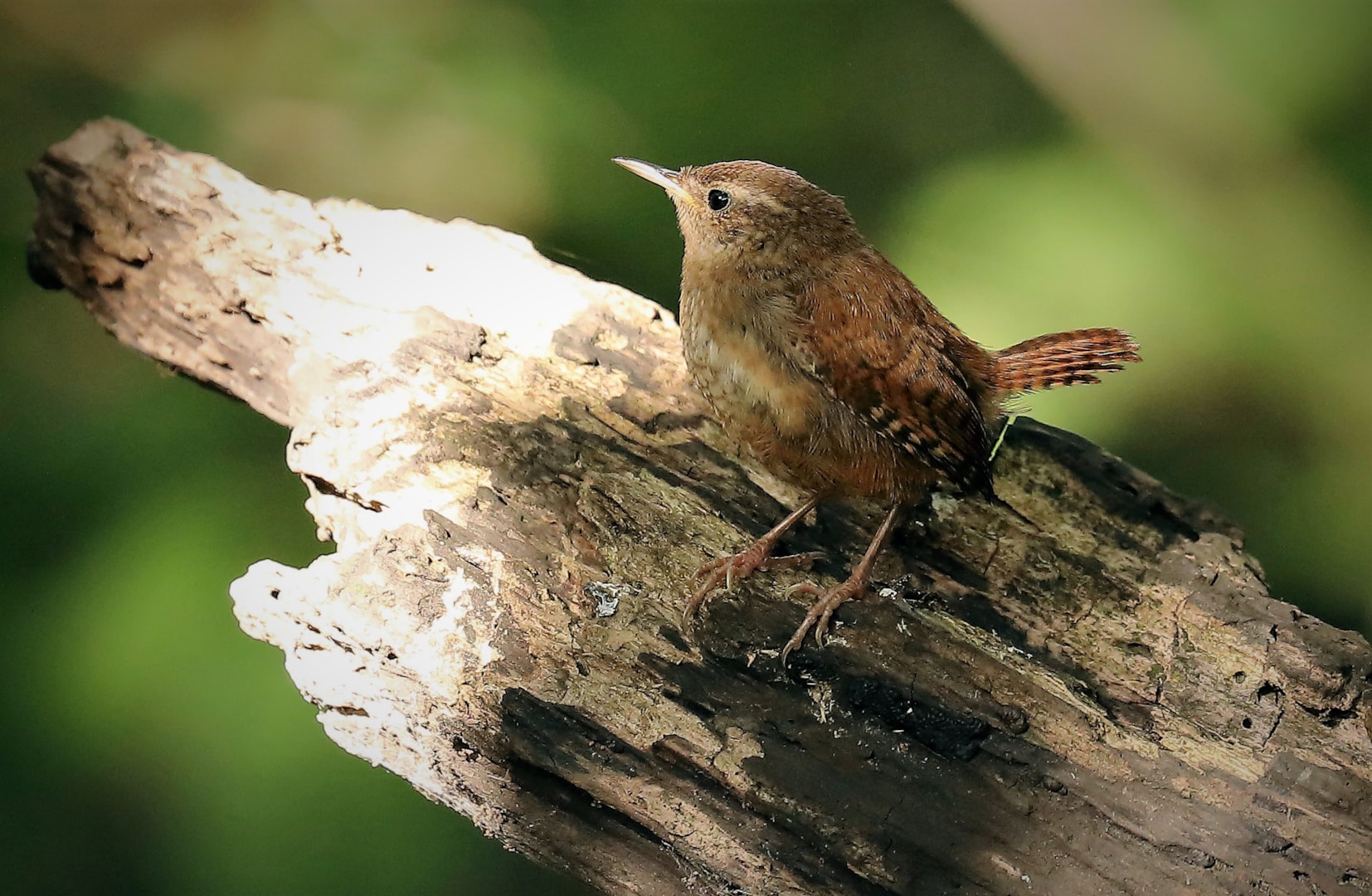 Eurasian Wren by PETER MILES - BirdGuides