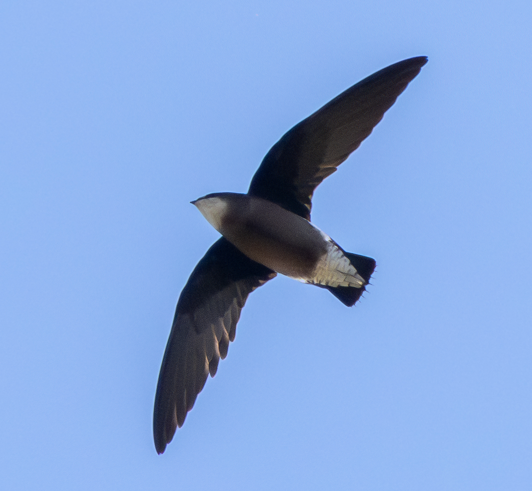 White-throated Needletail by Peter Garrity - BirdGuides
