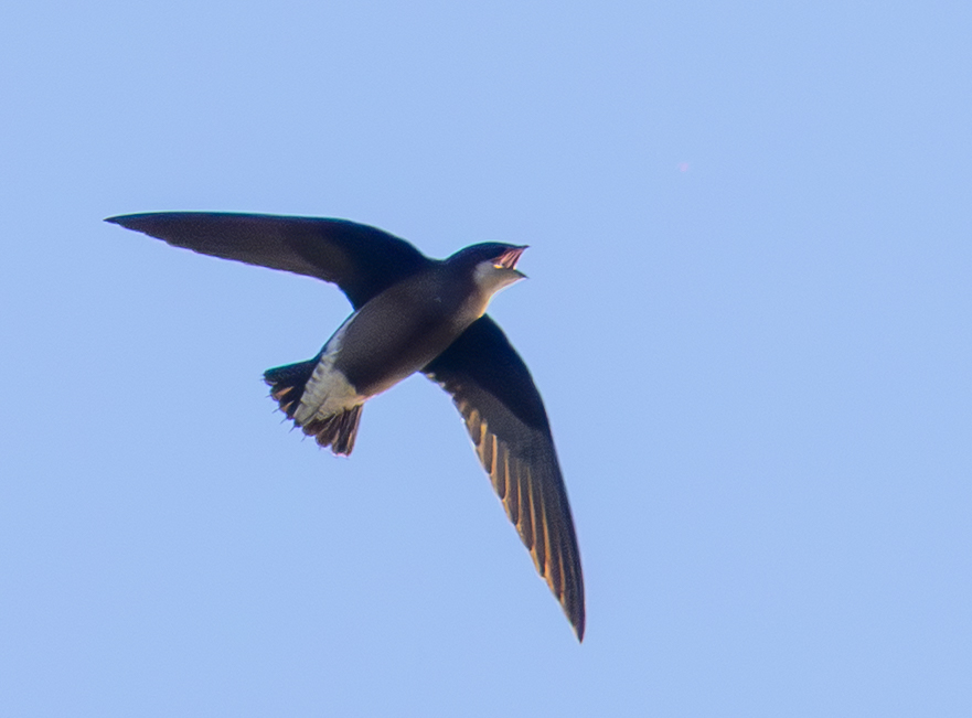 White-throated Needletail by Peter Garrity - BirdGuides