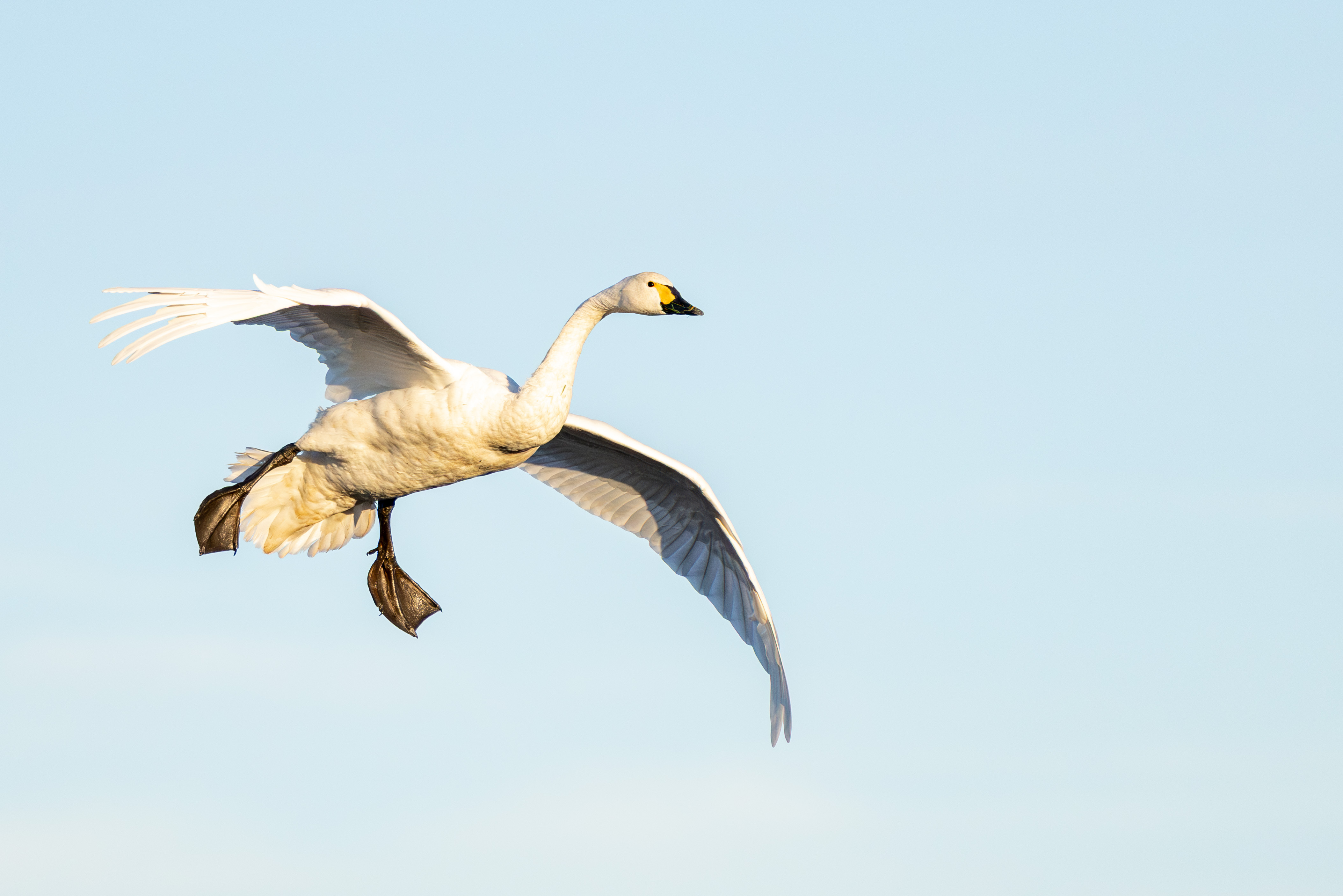 Bewick's Swan by Sam Walker - BirdGuides