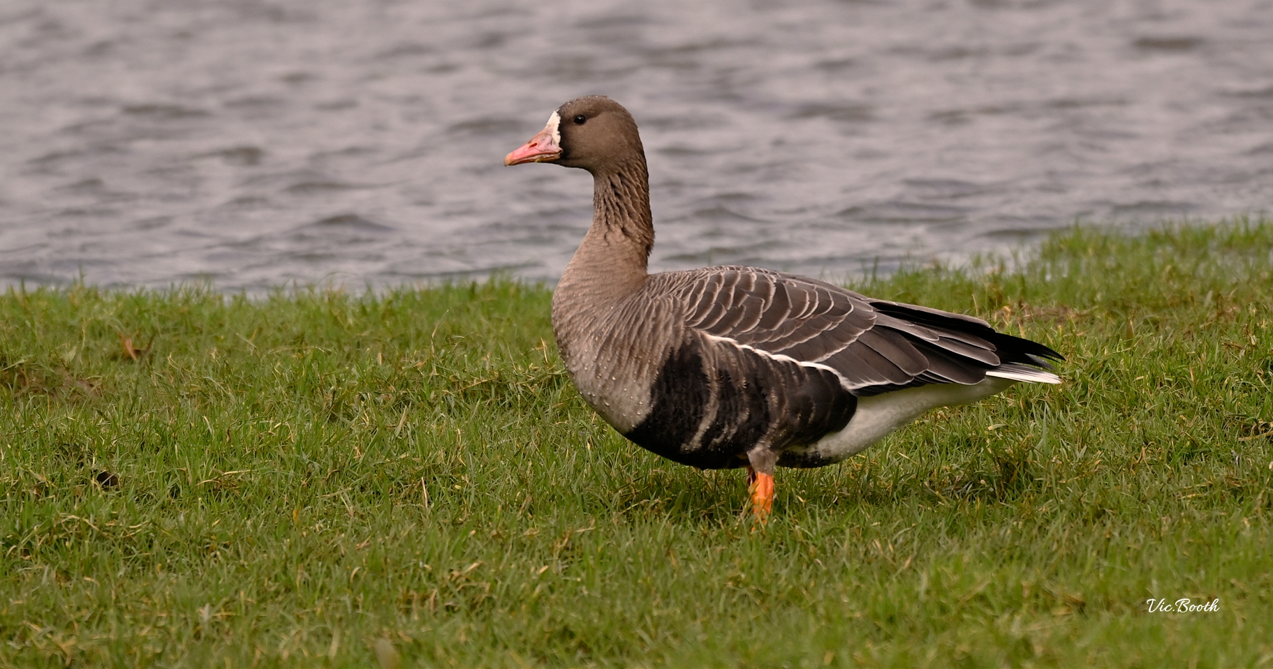 Russian White-fronted Goose by Vic Booth - BirdGuides